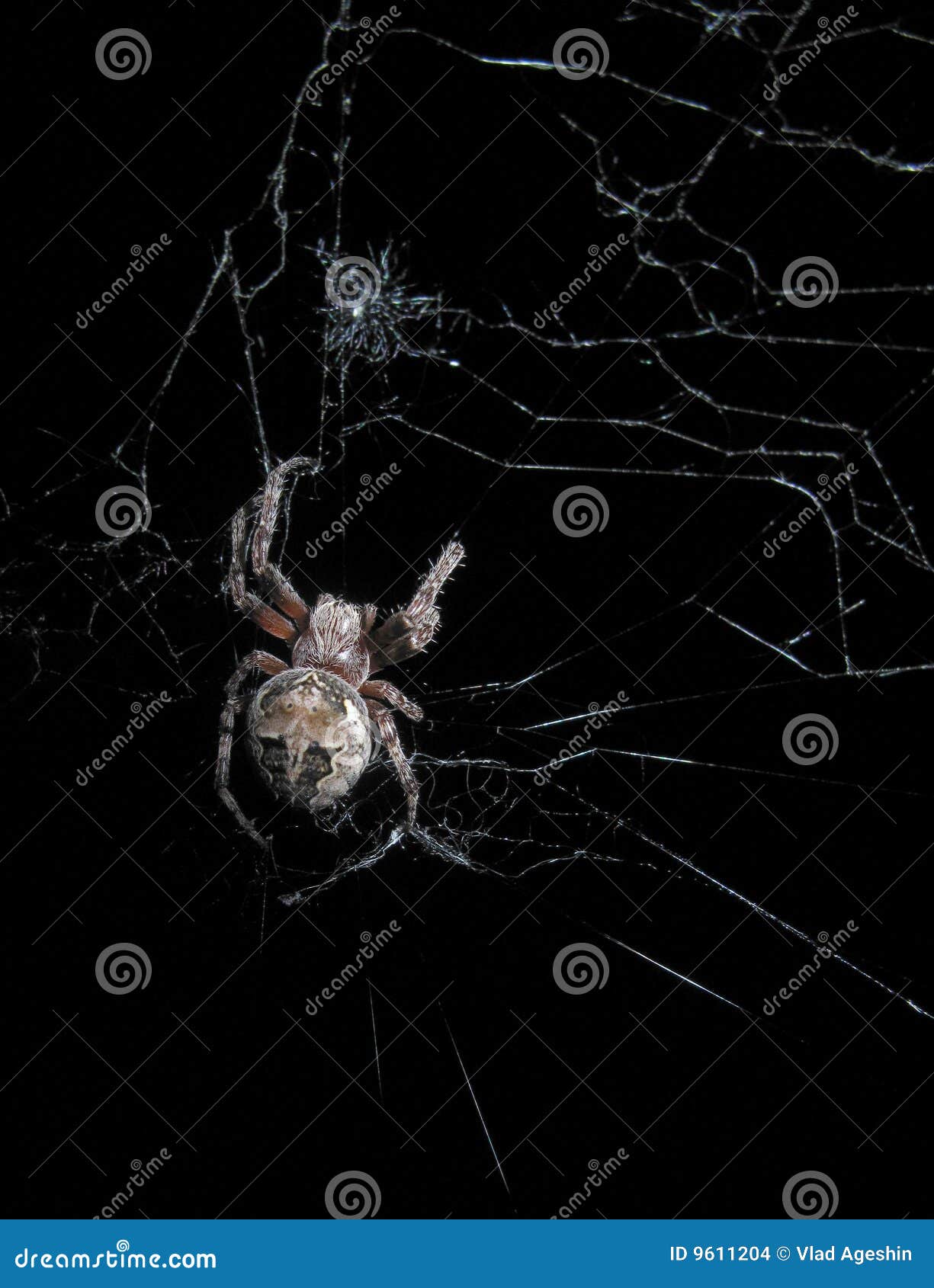 Hungry spider stock photo. Image of black, trap, spiderweb - 9611204
