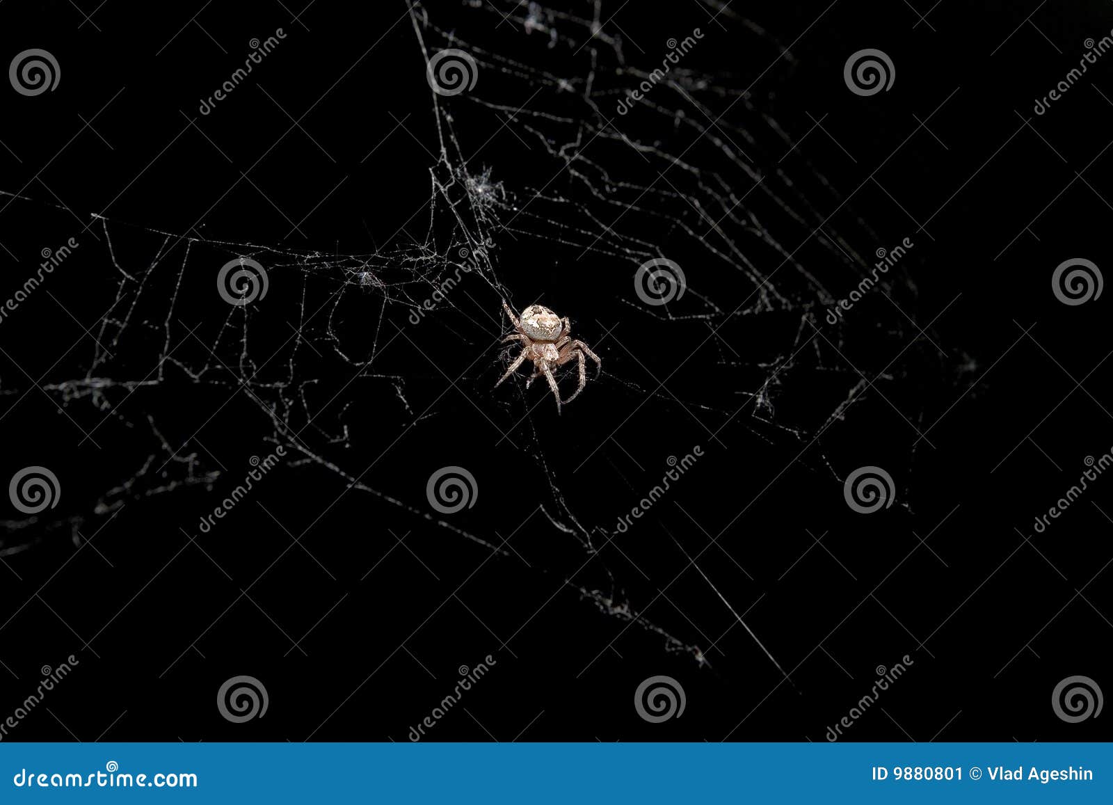 Hungry spider stock image. Image of spinning, fear, halloween - 9880801
