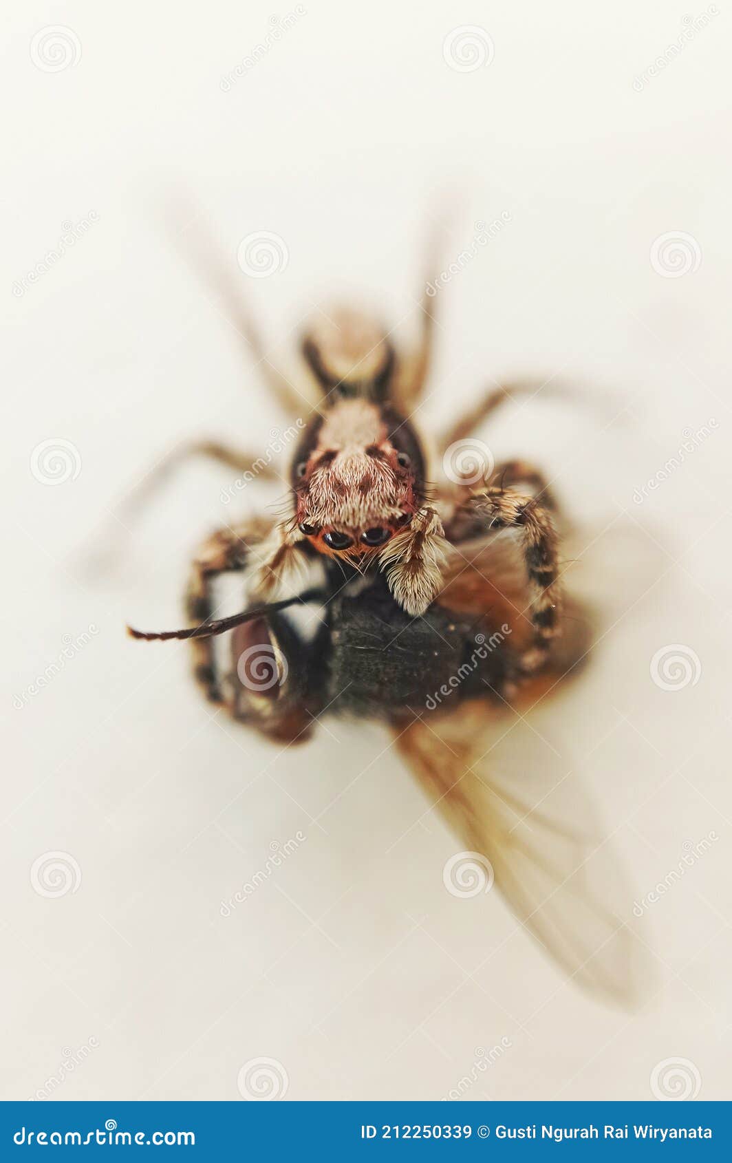 Hungry spider catch a fly stock image. Image of catch - 212250339