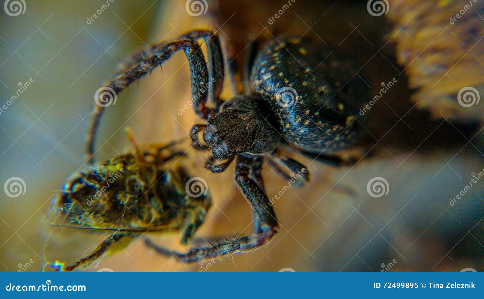 Hungry Spider Eating Bug for Lunch Stock Image - Image of spider ...