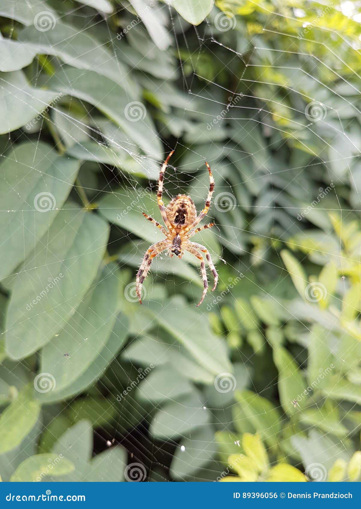 Hungry Spider stock photo. Image of spider, hunting, hungry - 89396056