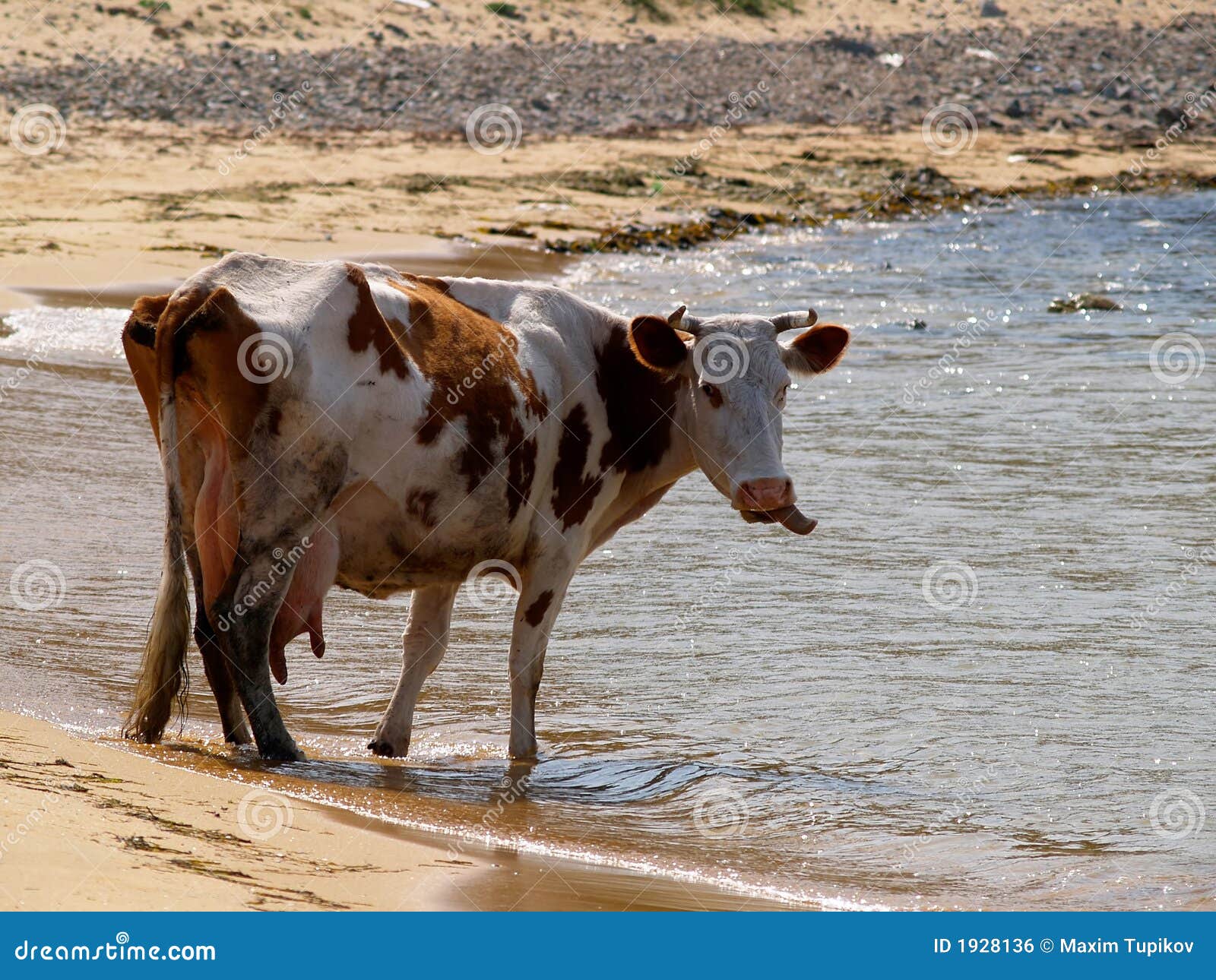 Hungry spring cow on beach stock photo. Image of beef - 1928136