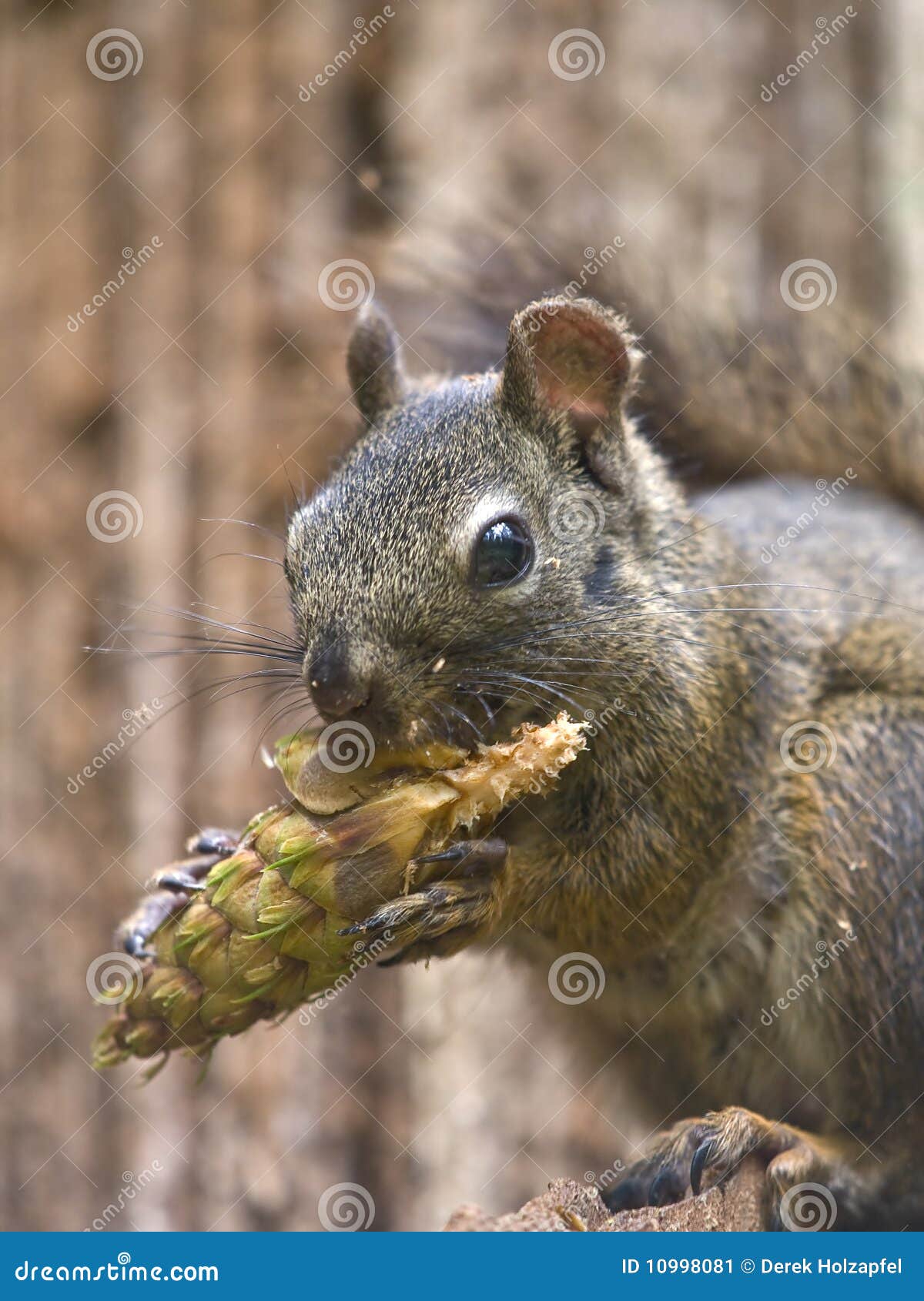 Hungry Squirrel stock image. Image of squirrel, posing - 10998081