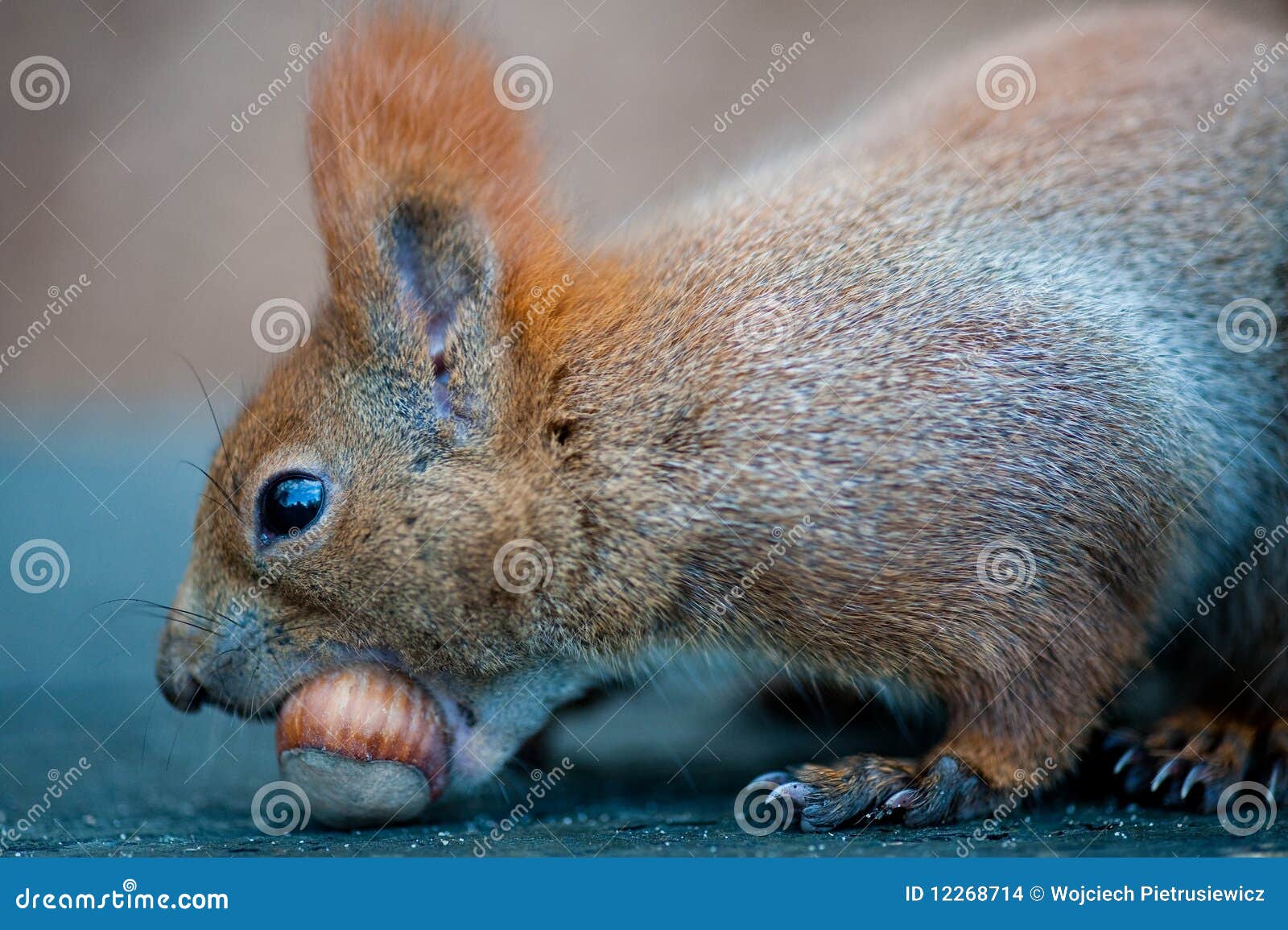 Hungry squirrel stock photo. Image of macro, ginger, nature - 12268714