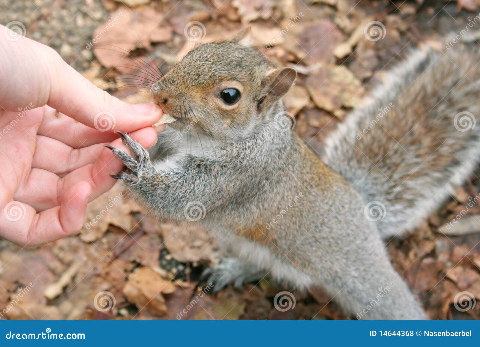 Hungry squirrel stock photo. Image of caught, roll, confidential - 14644368