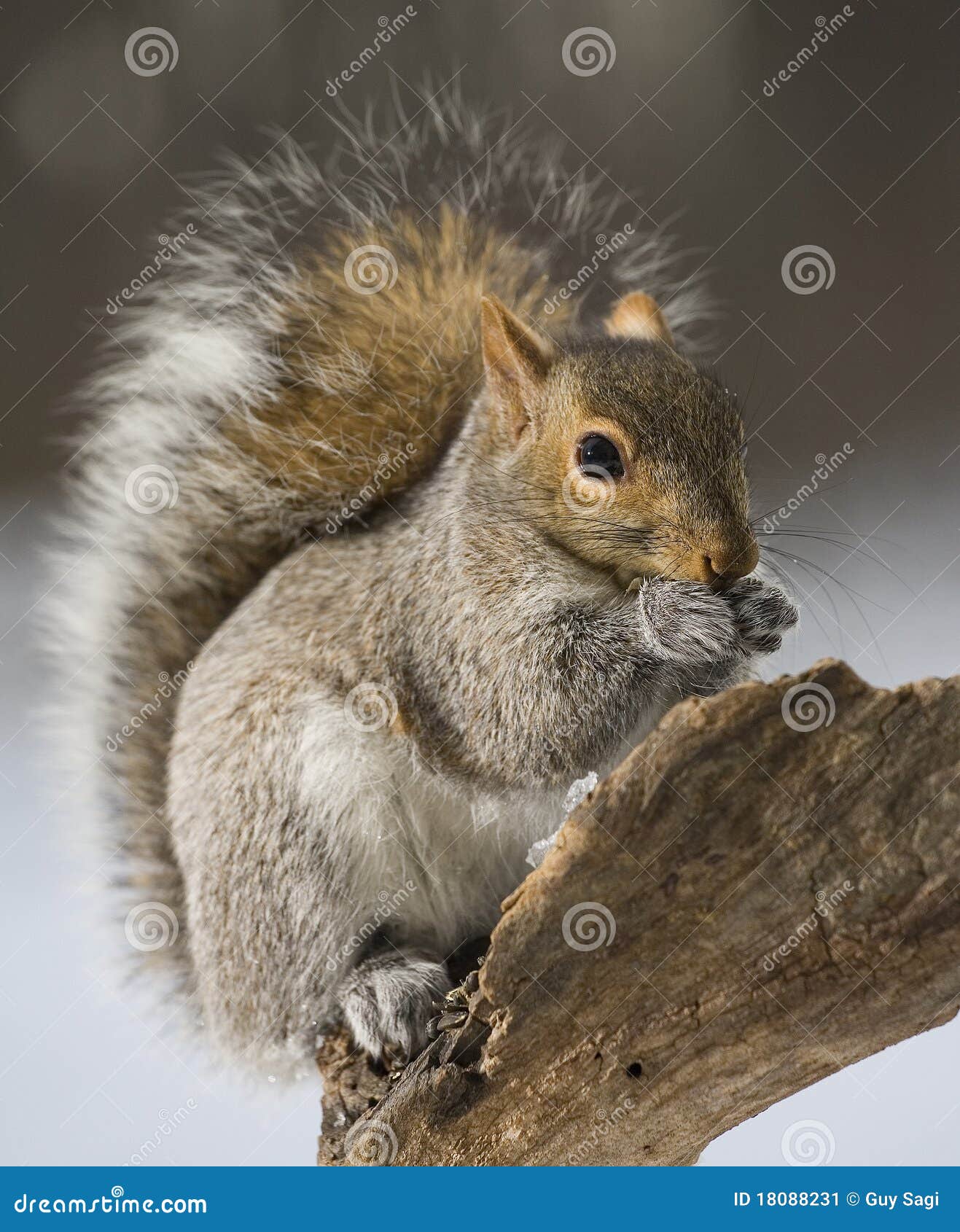 Hungry squirrel stock image. Image of winter, food, snow - 18088231