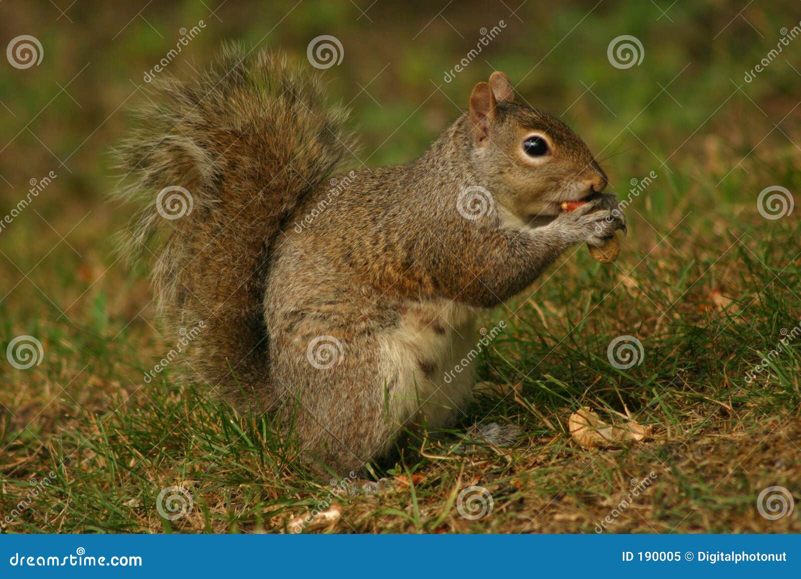 Hungry Squirrel stock image. Image of outdoors, tail, furry - 190005