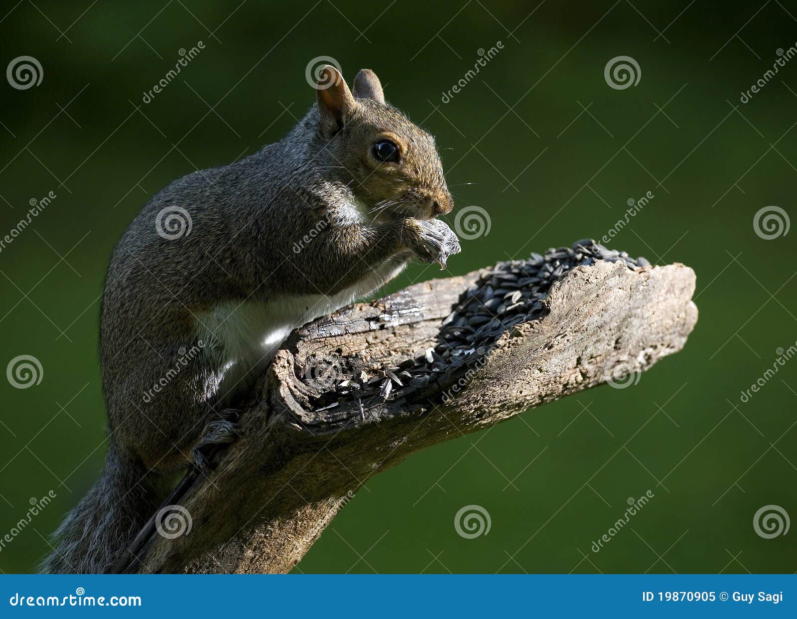 Hungry squirrel stock image. Image of animal, seed, tail - 19870905