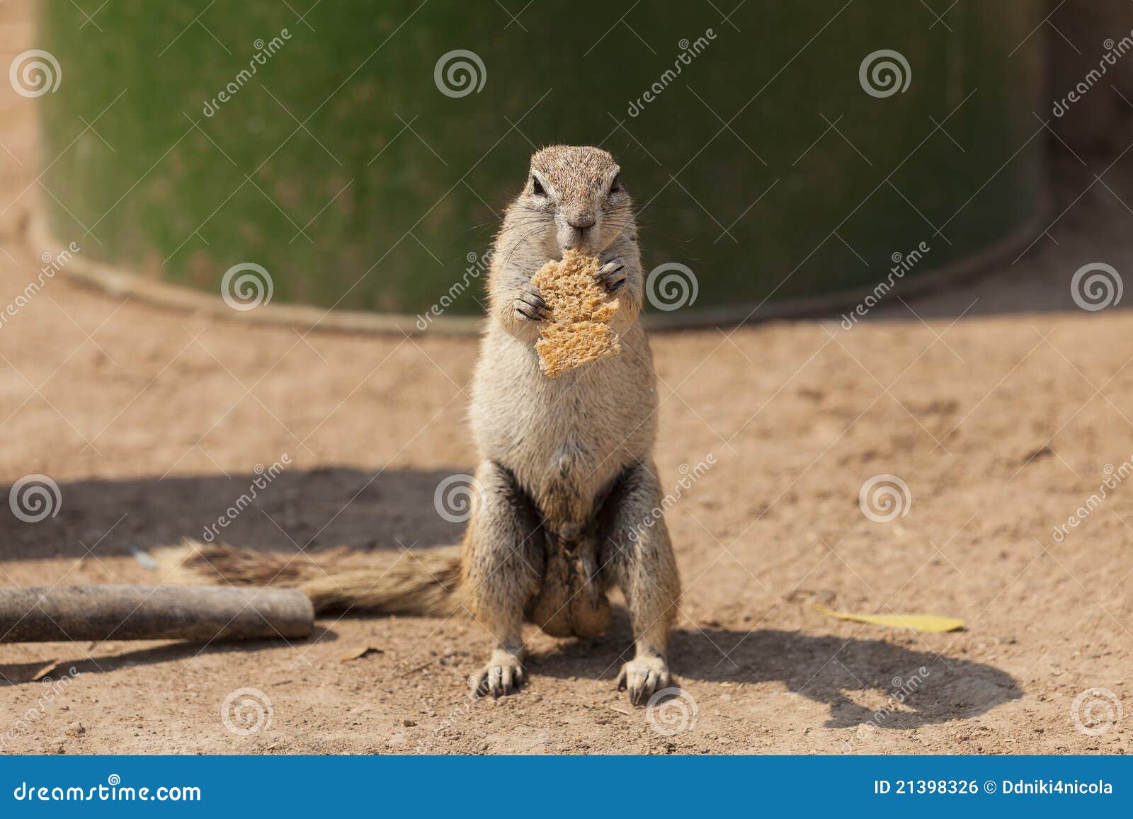 Hungry Squirrel 2 stock photo. Image of small, trip, africa - 21398326
