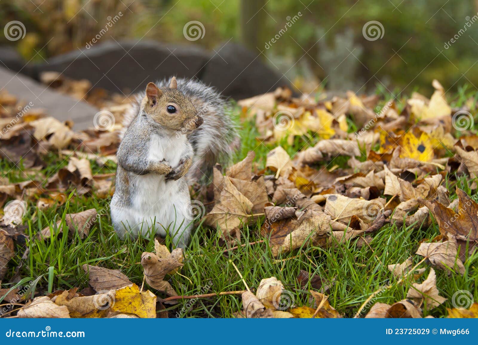 A Hungry Squirrel stock image. Image of wildlife, autumn - 23725029