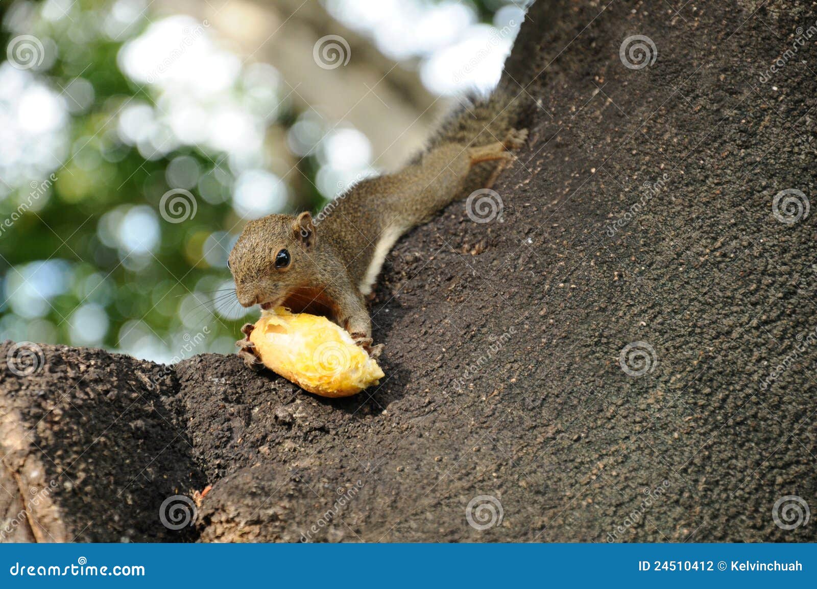 Hungry squirrel stock photo. Image of cute, texture, wildlife - 24510412