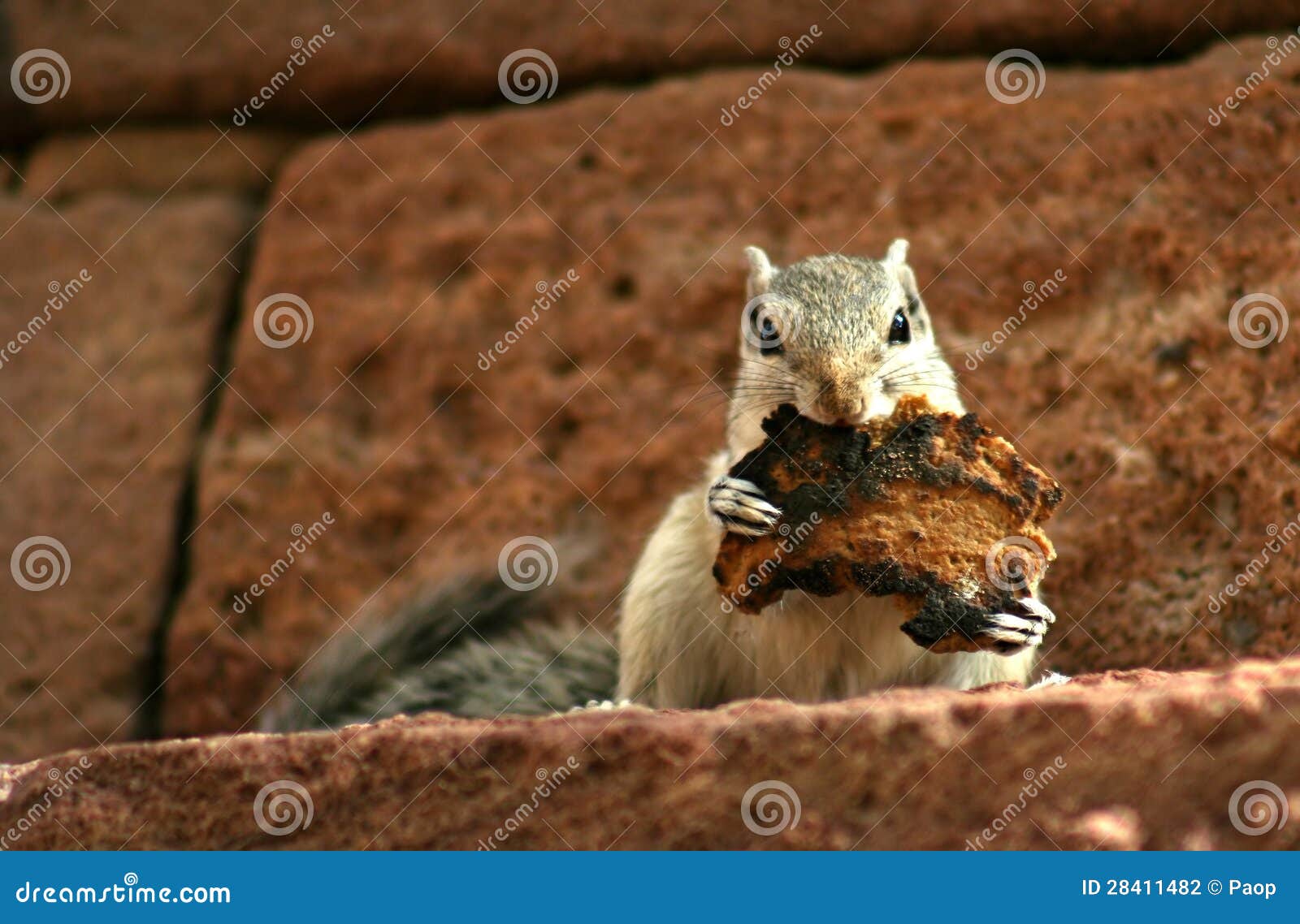 Hungry squirrel stock photo. Image of leftover, holding - 28411482