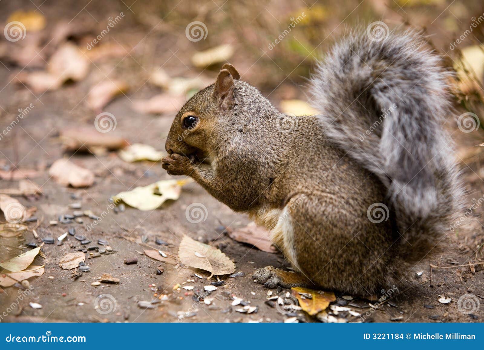 Hungry Squirrel stock photo. Image of squirrel, fallen - 3221184