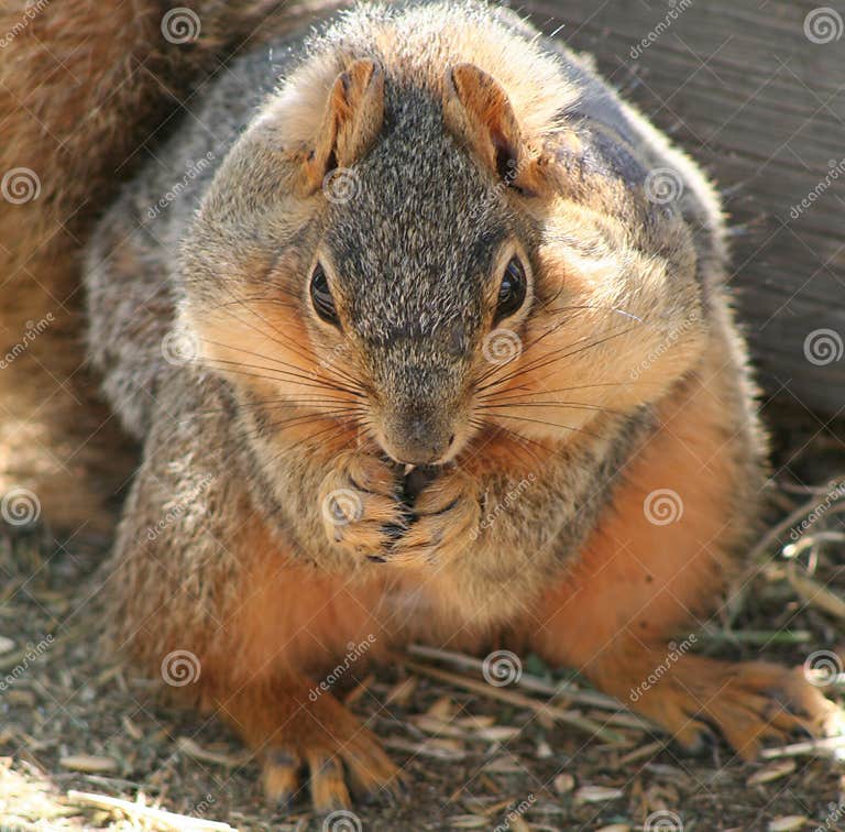 Hungry Squirrel stock image. Image of animal, farmyard - 783695