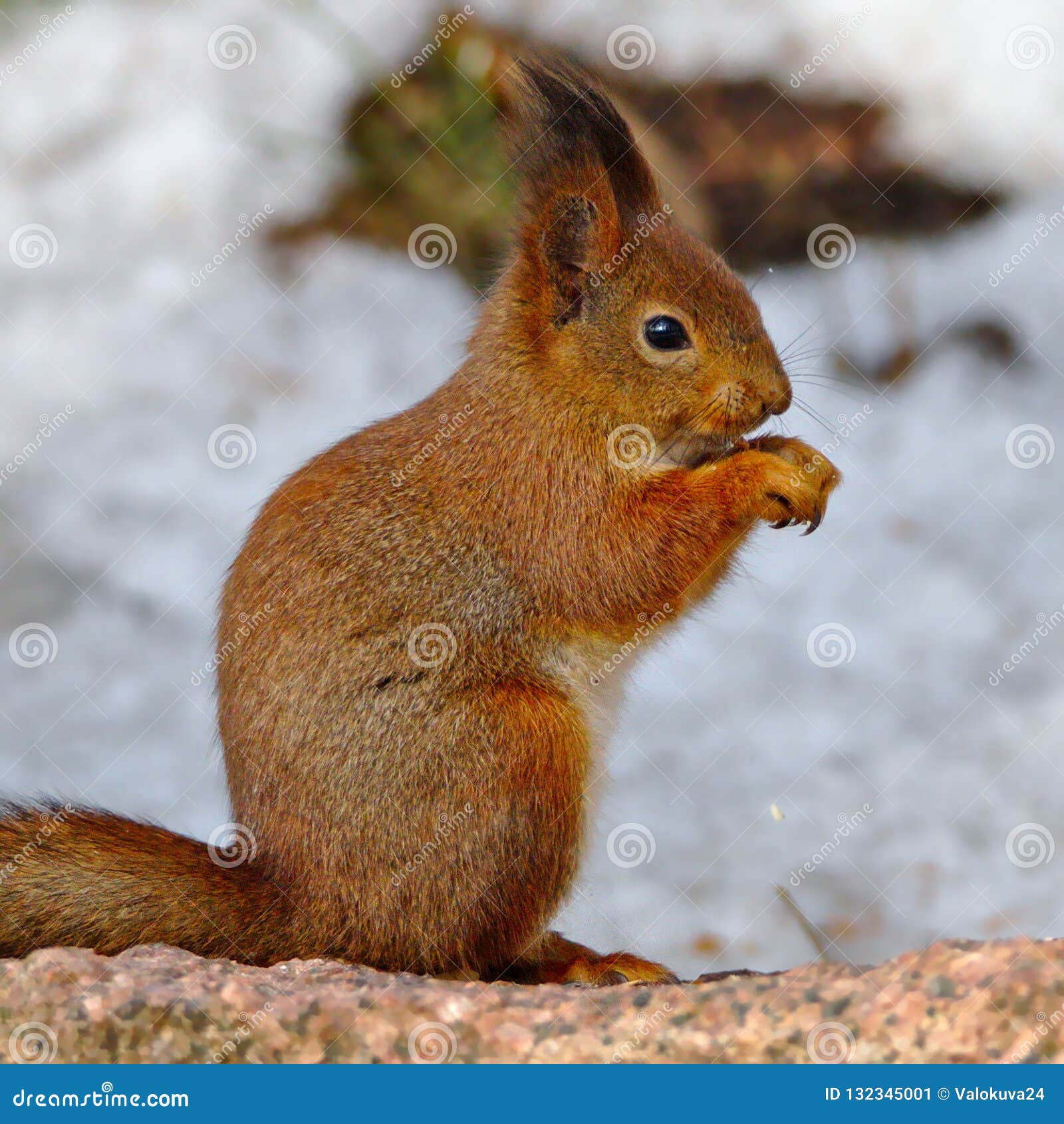 Hungry squirrel stock image. Image of nature, chipmunk - 132345001