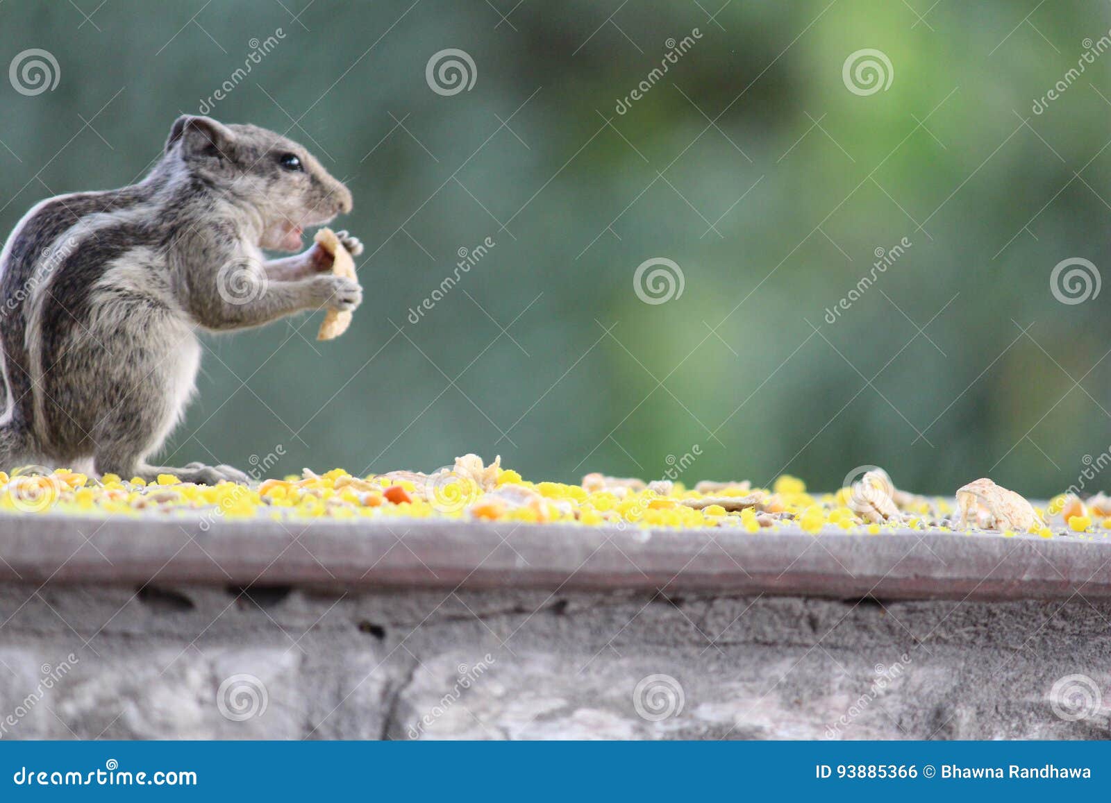 Hungry squirrel stock photo. Image of hungry, micro, cutely - 93885366
