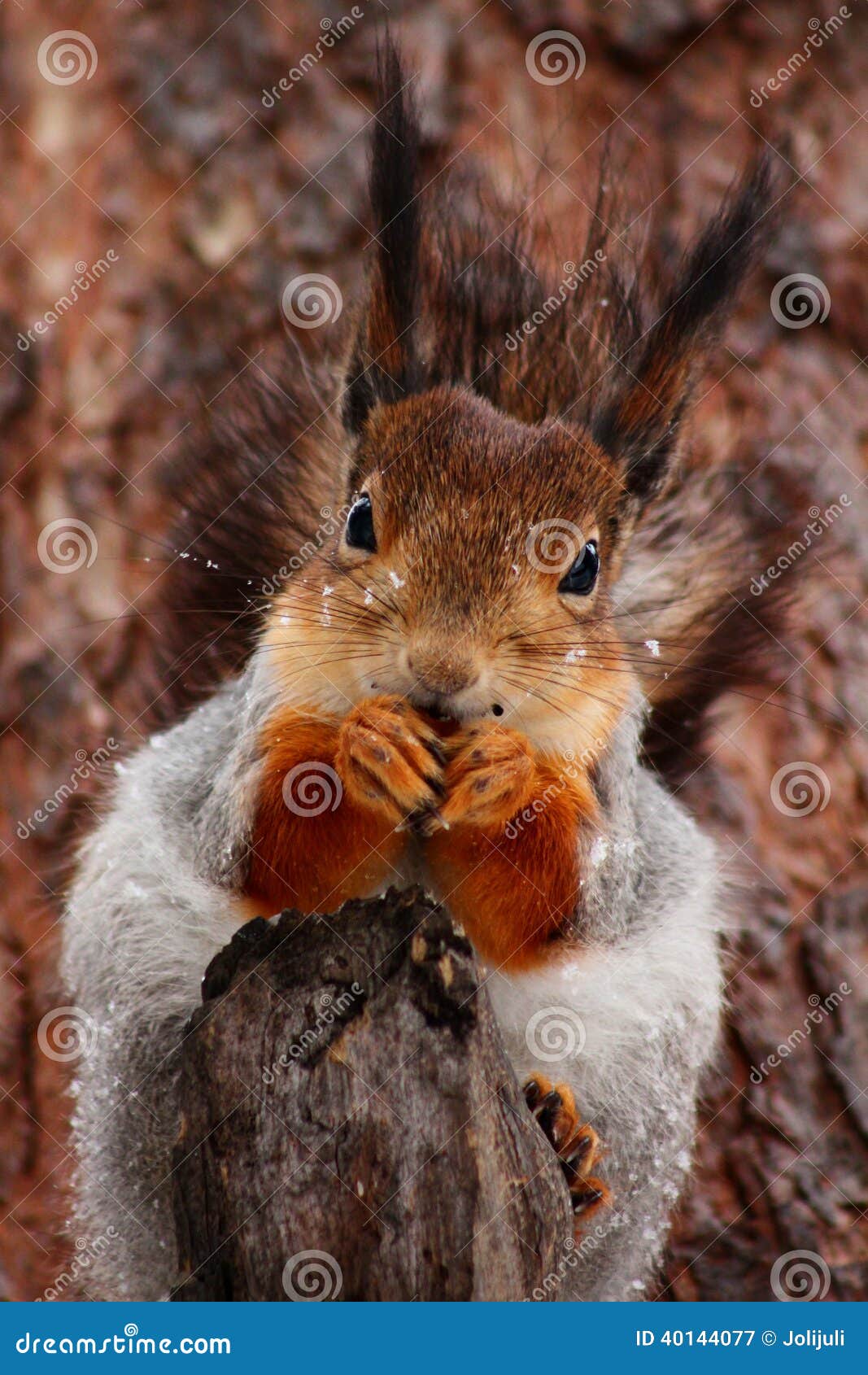 Hungry squirrel stock image. Image of listen, cute, blur - 40144077