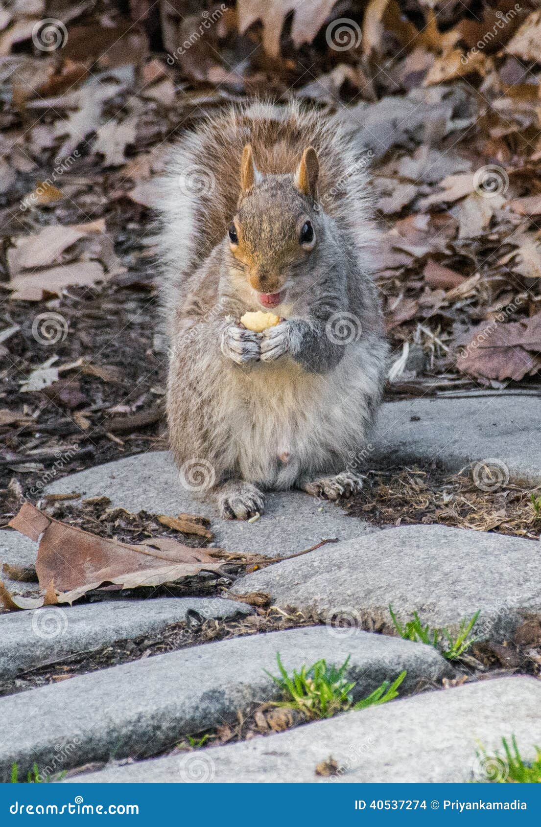 Hungry Squirrel Eating a Snack Stock Photo - Image of squirrel, bite ...