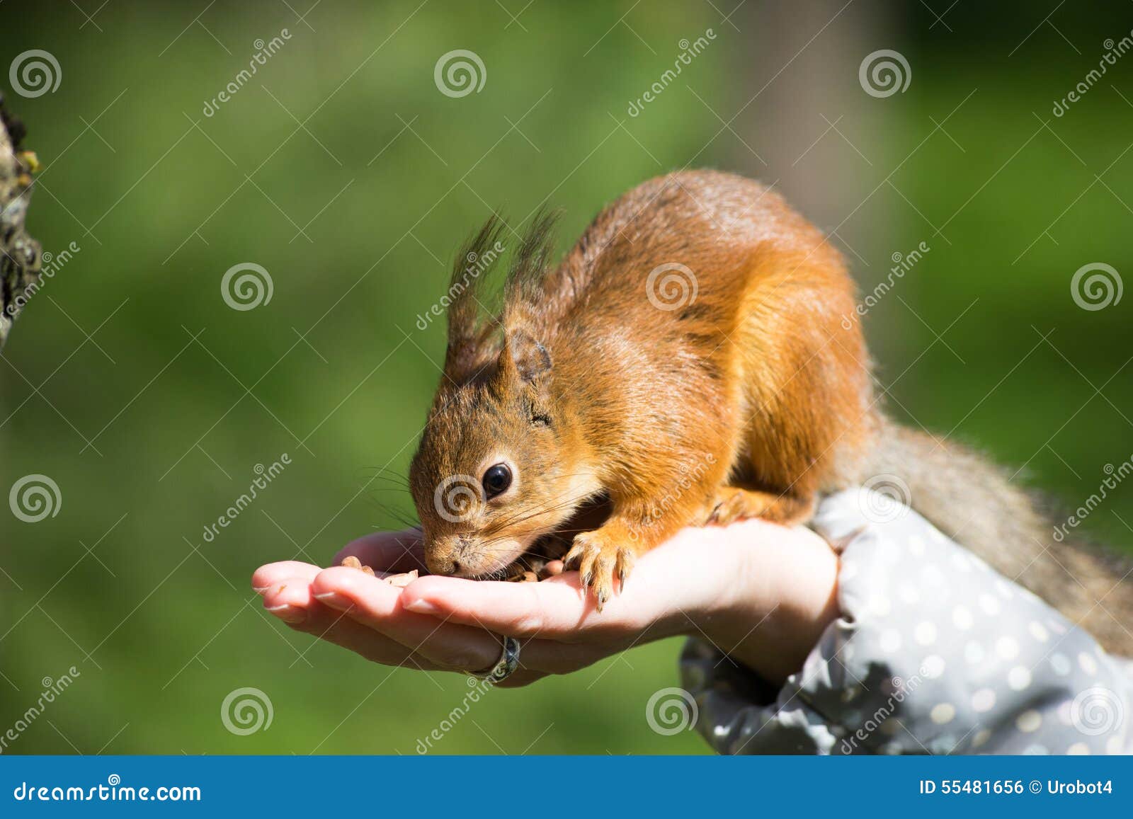 Hungry Squirrel stock photo. Image of mammal, fluffy - 55481656