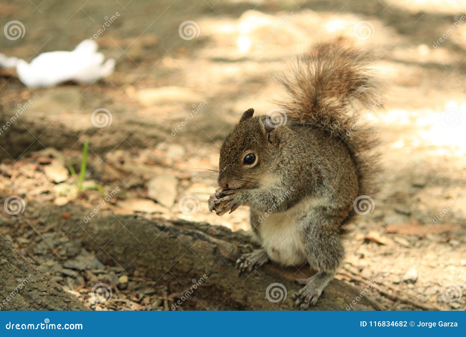 Hungry squirrel stock photo. Image of squirrel, naturephotography ...