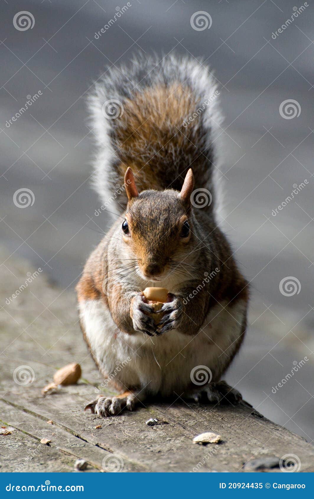 Hungry Squirrel In London Picture. Image: 20924435