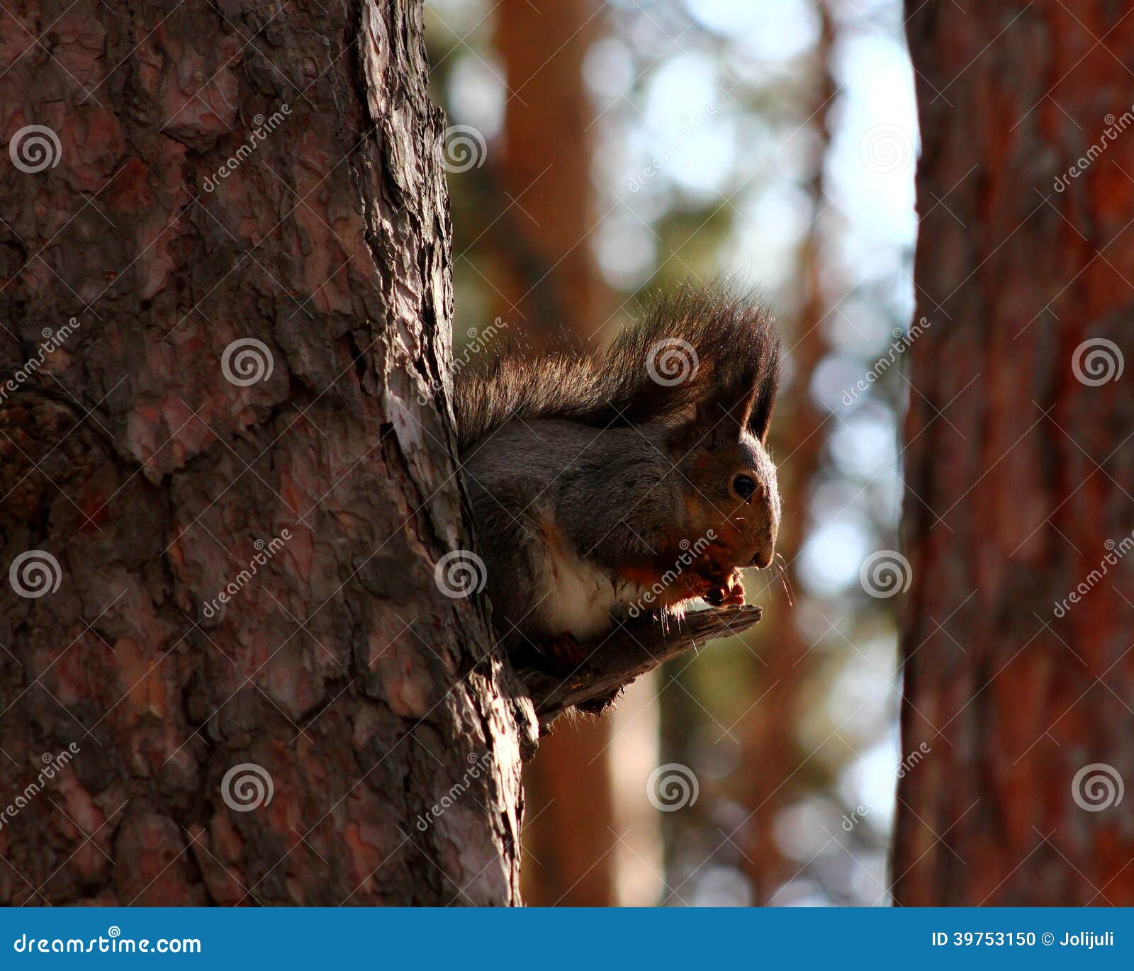 Hungry squirrel stock photo. Image of help, forest, joyful - 39753150