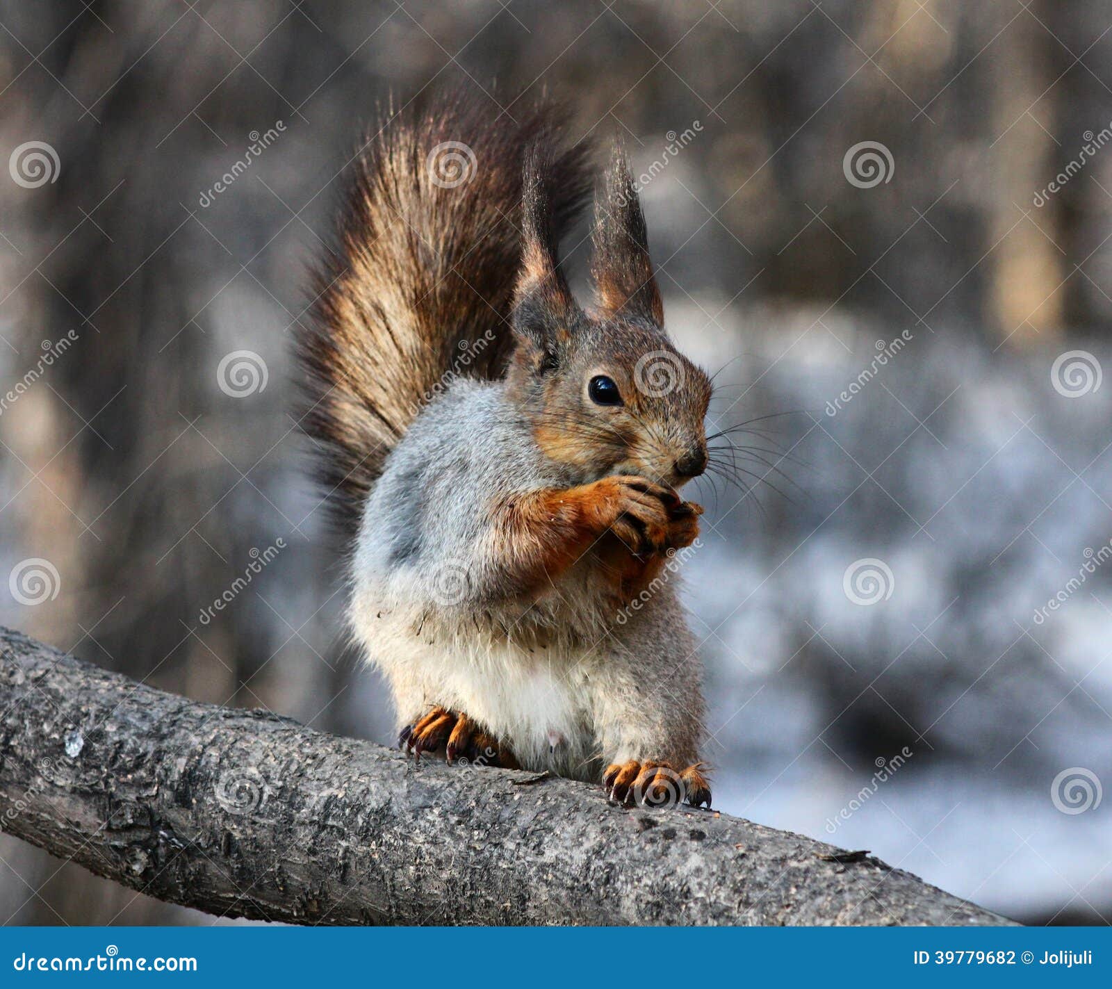 Hungry squirrel stock photo. Image of give, look, feed - 39779682