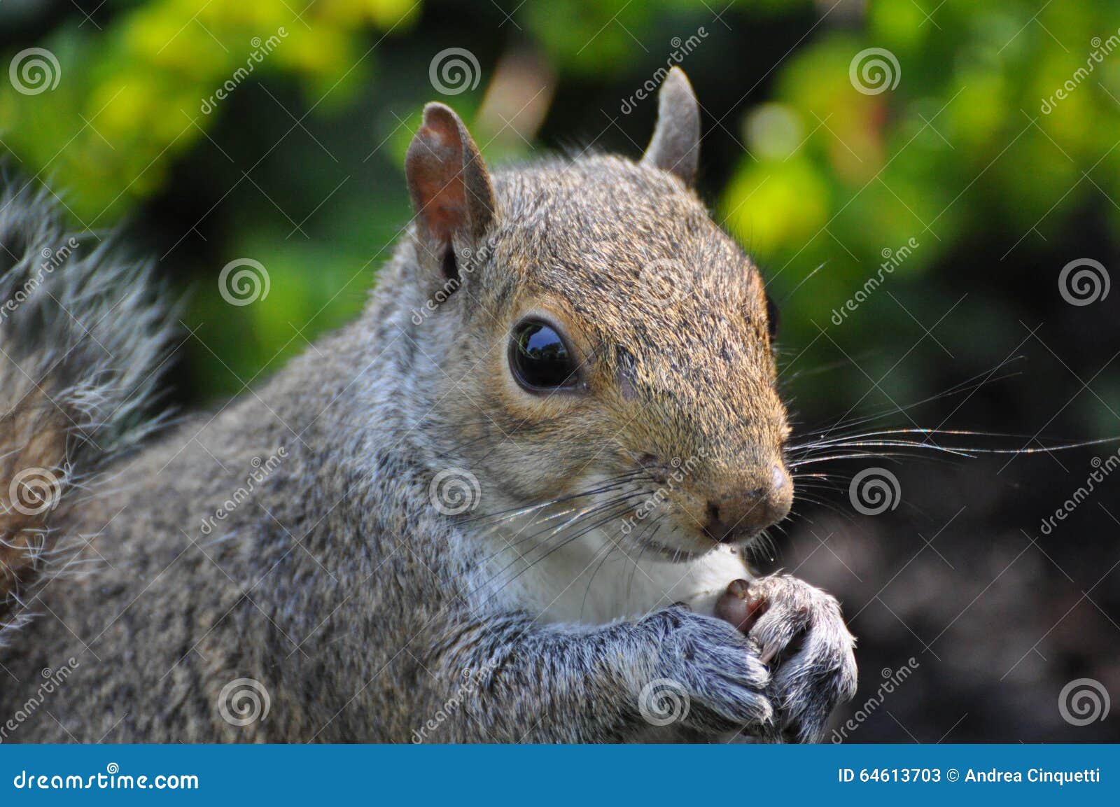 Hungry squirrel stock image. Image of park, mammal, curious - 64613703