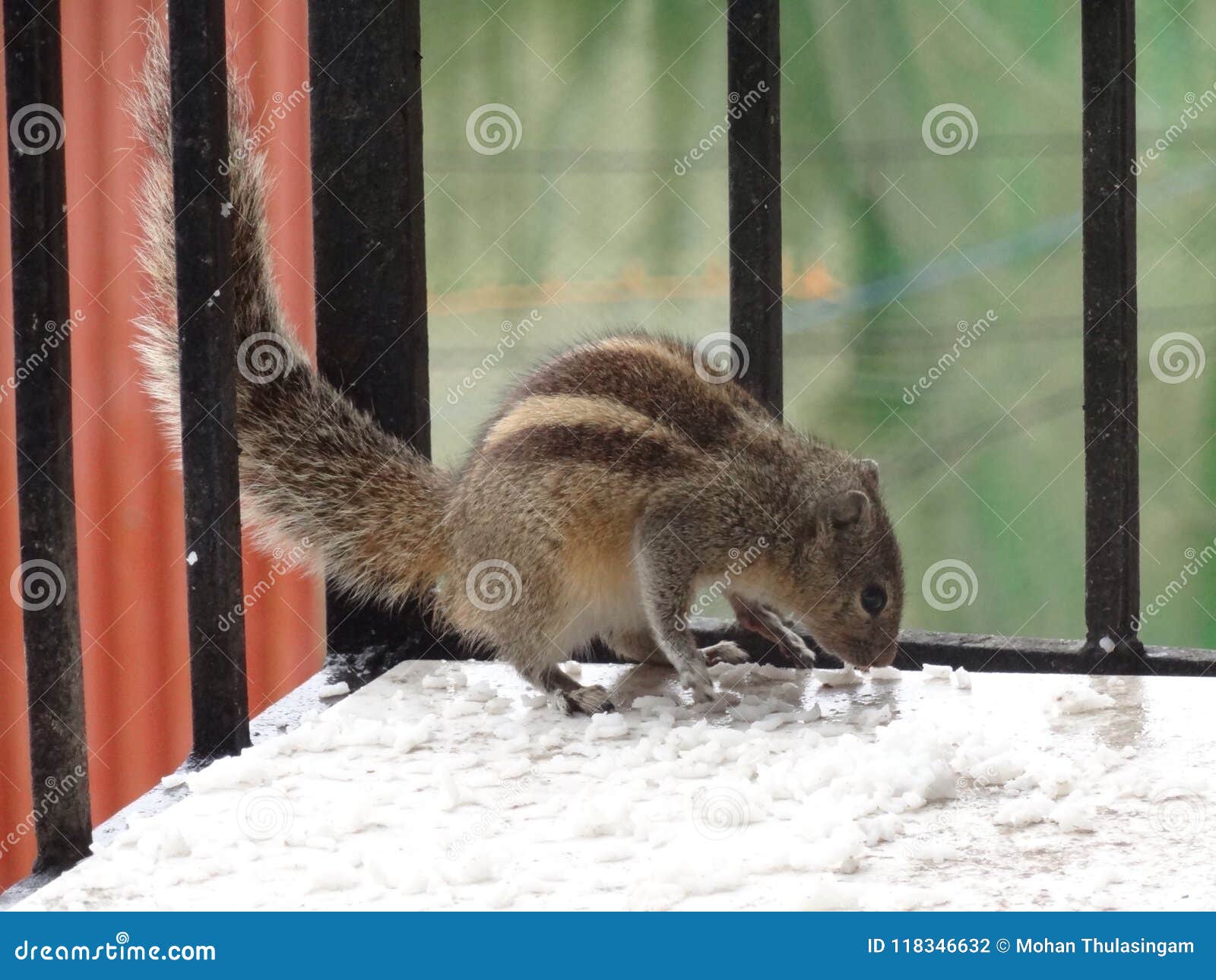 Hungry Squirrel stock photo. Image of hour, hungry, squirrel - 118346632