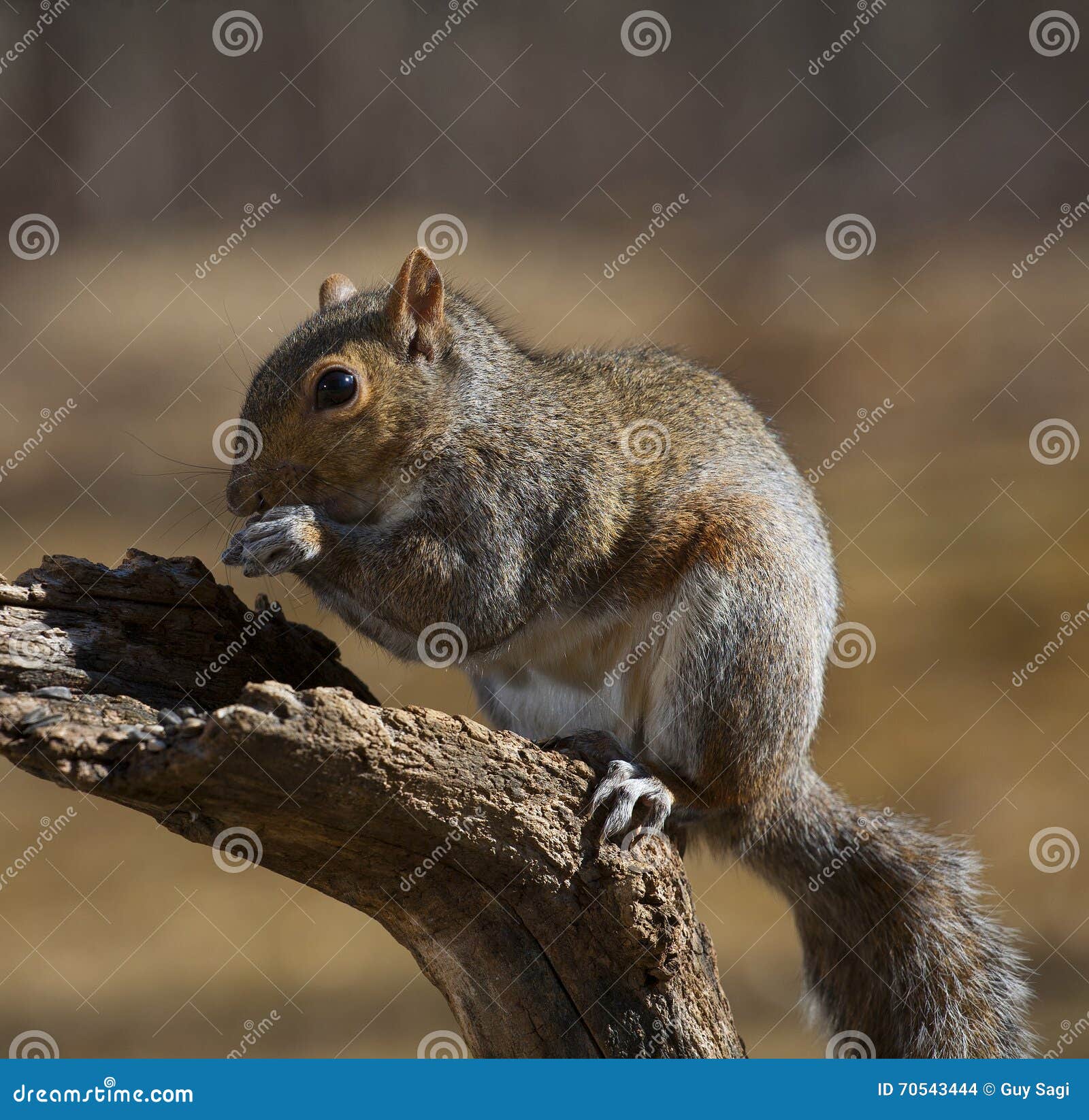 Hungry squirrel stock photo. Image of mammal, gray, whiskers - 70543444