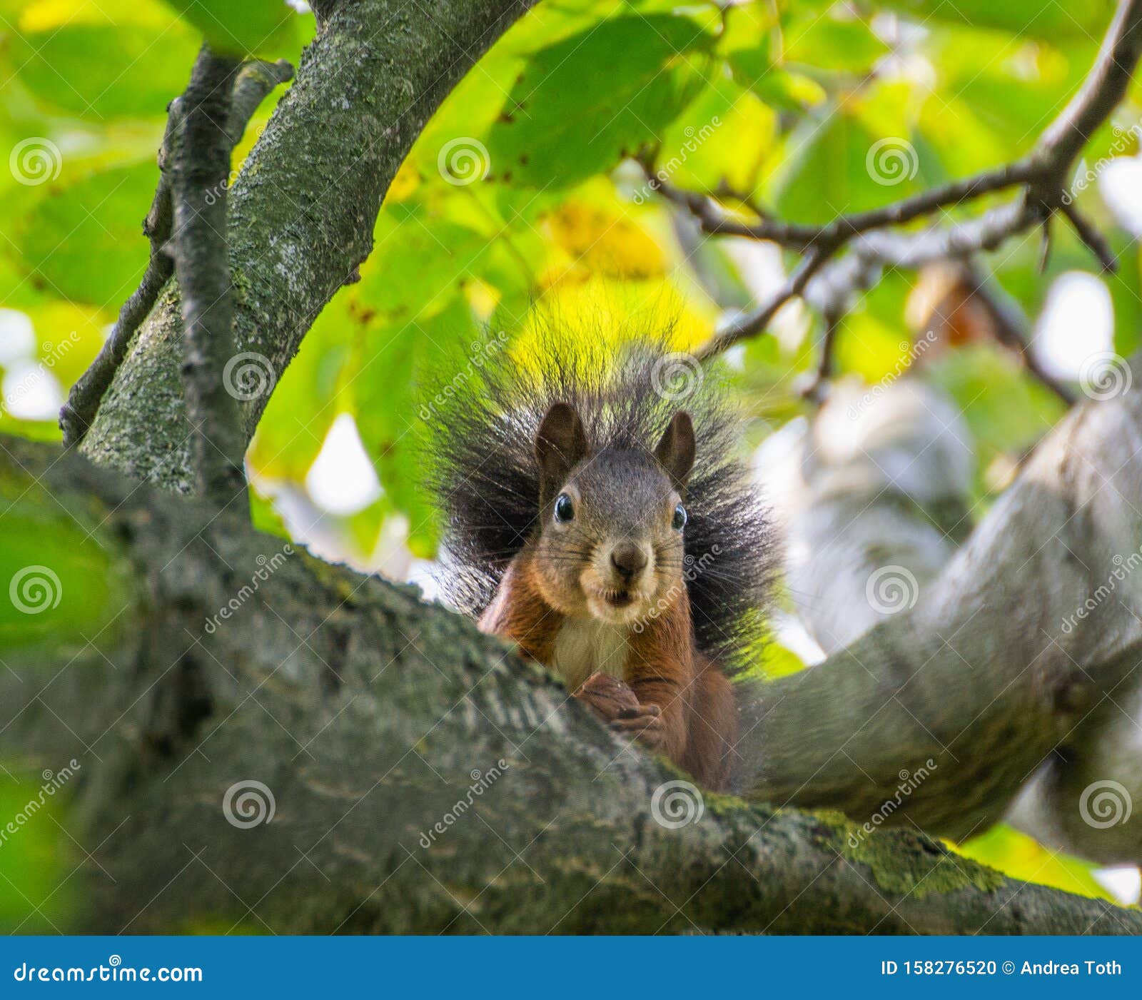 Hungry Squirrel with Walnuts on the Walnut in His Hand Stock Photo ...