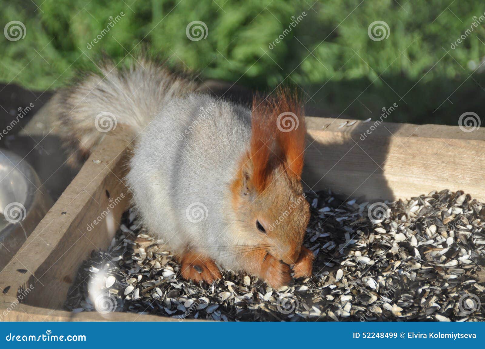 Hungry squirrel stock image. Image of forest, emotions - 52248499