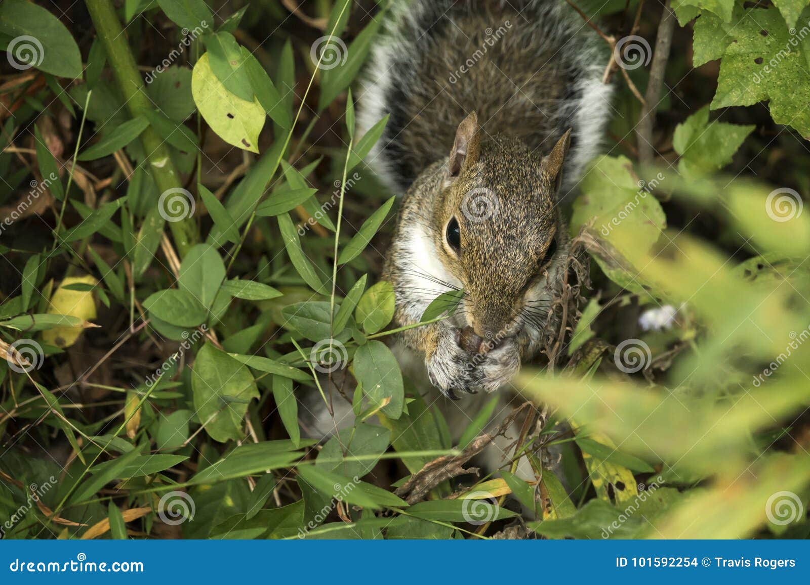 Hungry Squirrel stock photo. Image of mammal, small - 101592254