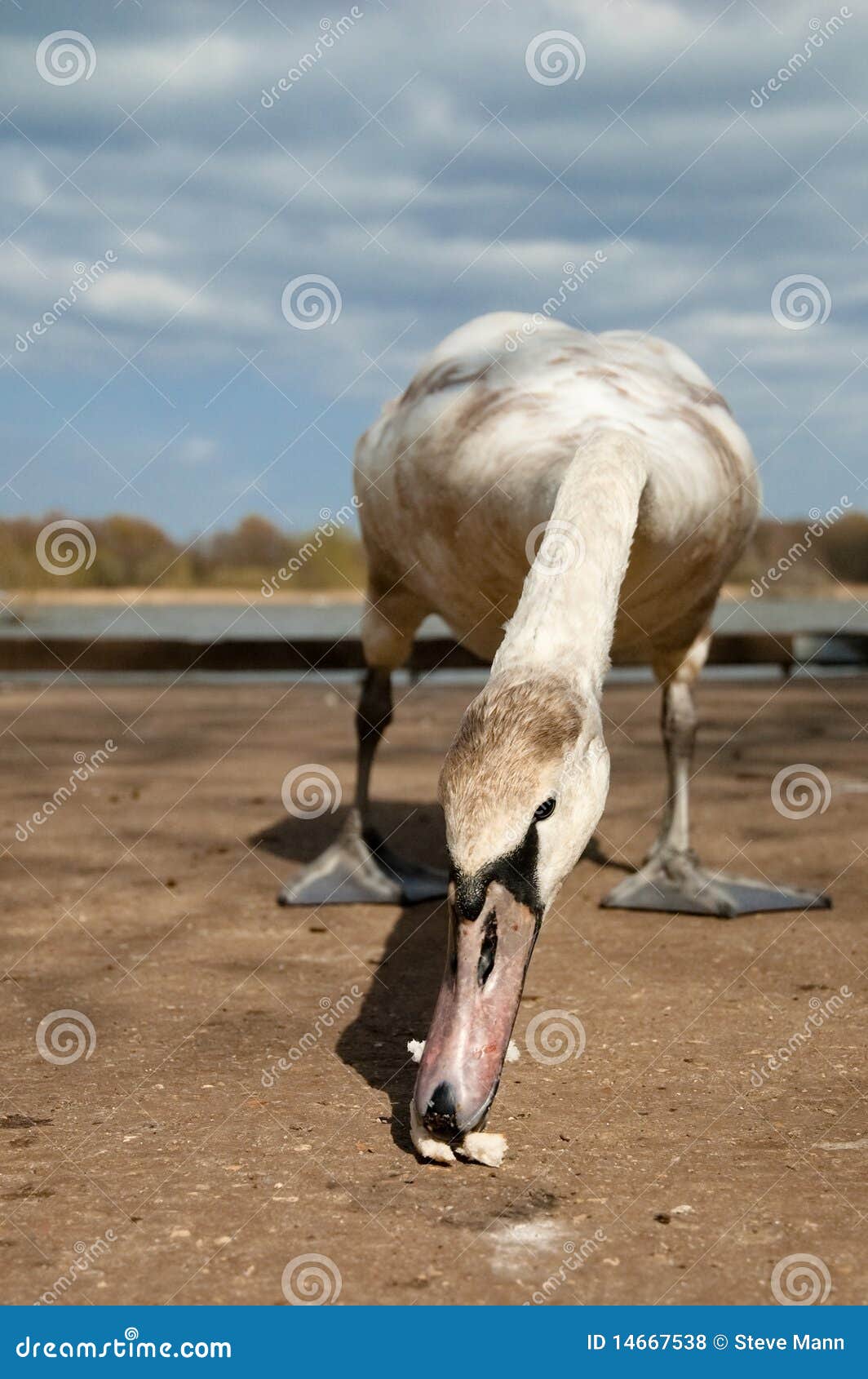 Hungry swan stock photo. Image of animal, avian, hunger - 14667538