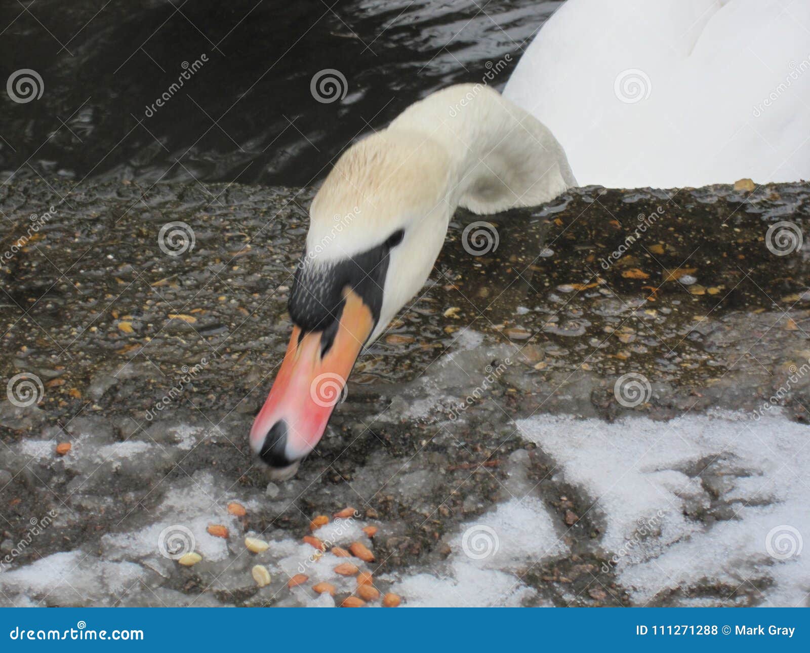Hungry Swan stock photo. Image of swan, eating, hungry - 111271288