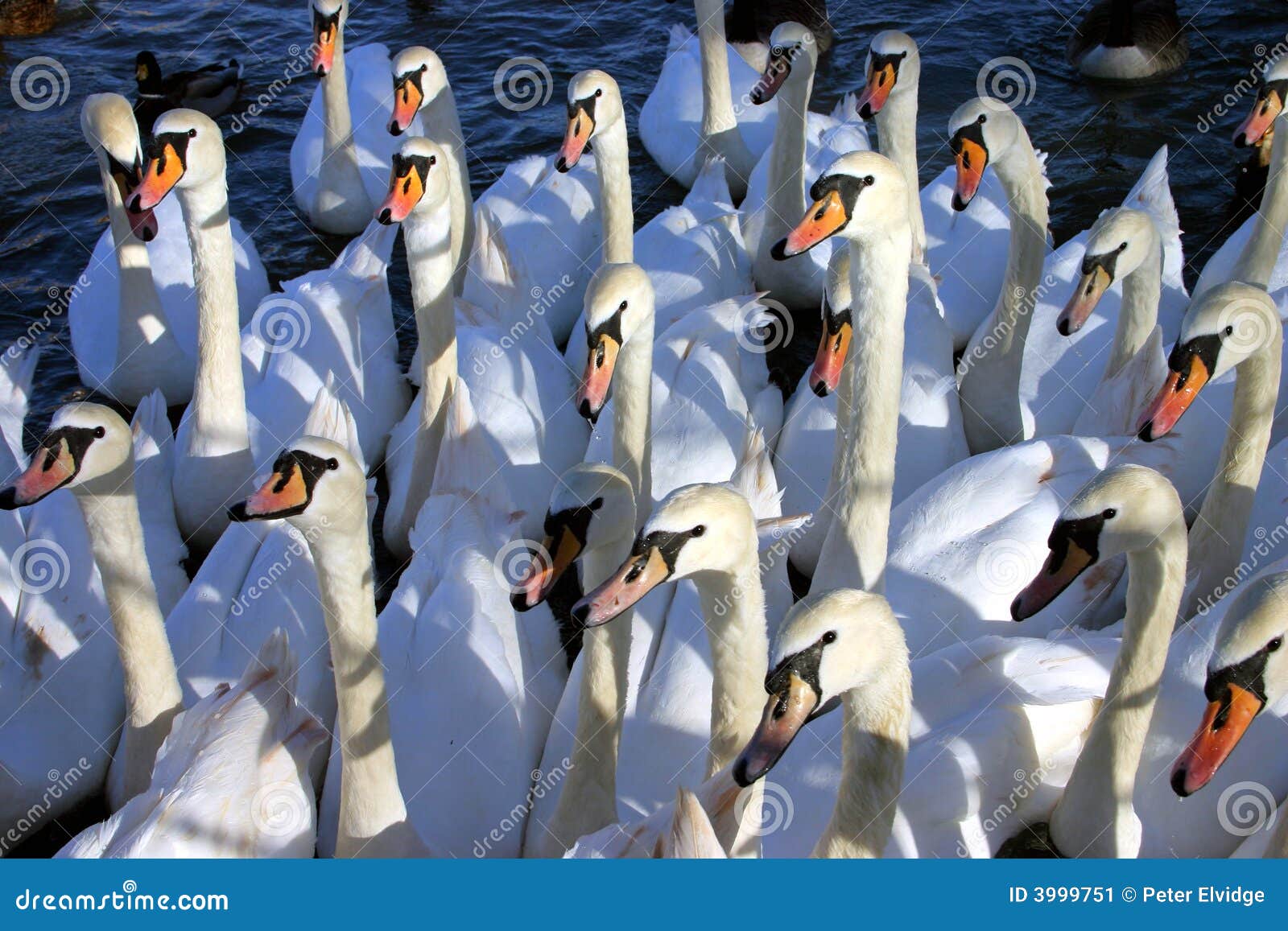 Hungry Swans stock image. Image of swan, feeding, whooper - 3999751