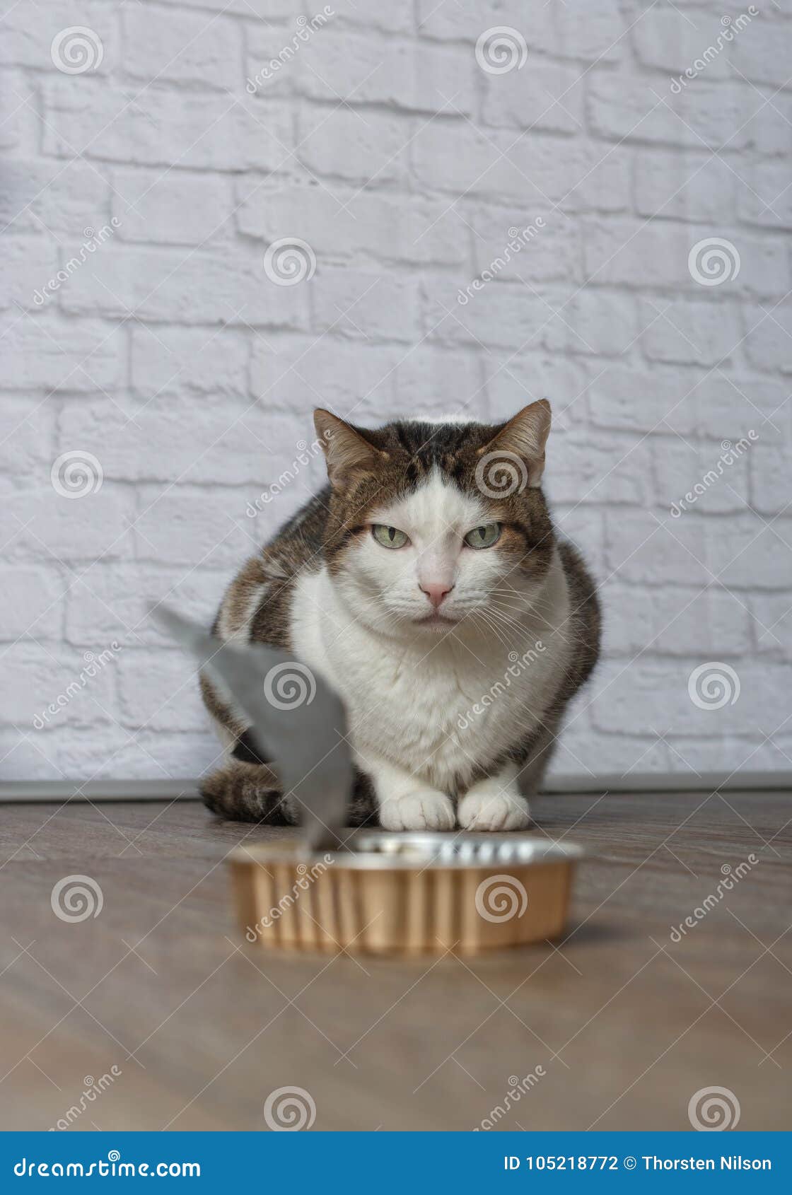 Hungry Tabby Cat Stare Grumpy at an Empty Food Dish Stock Photo - Image ...