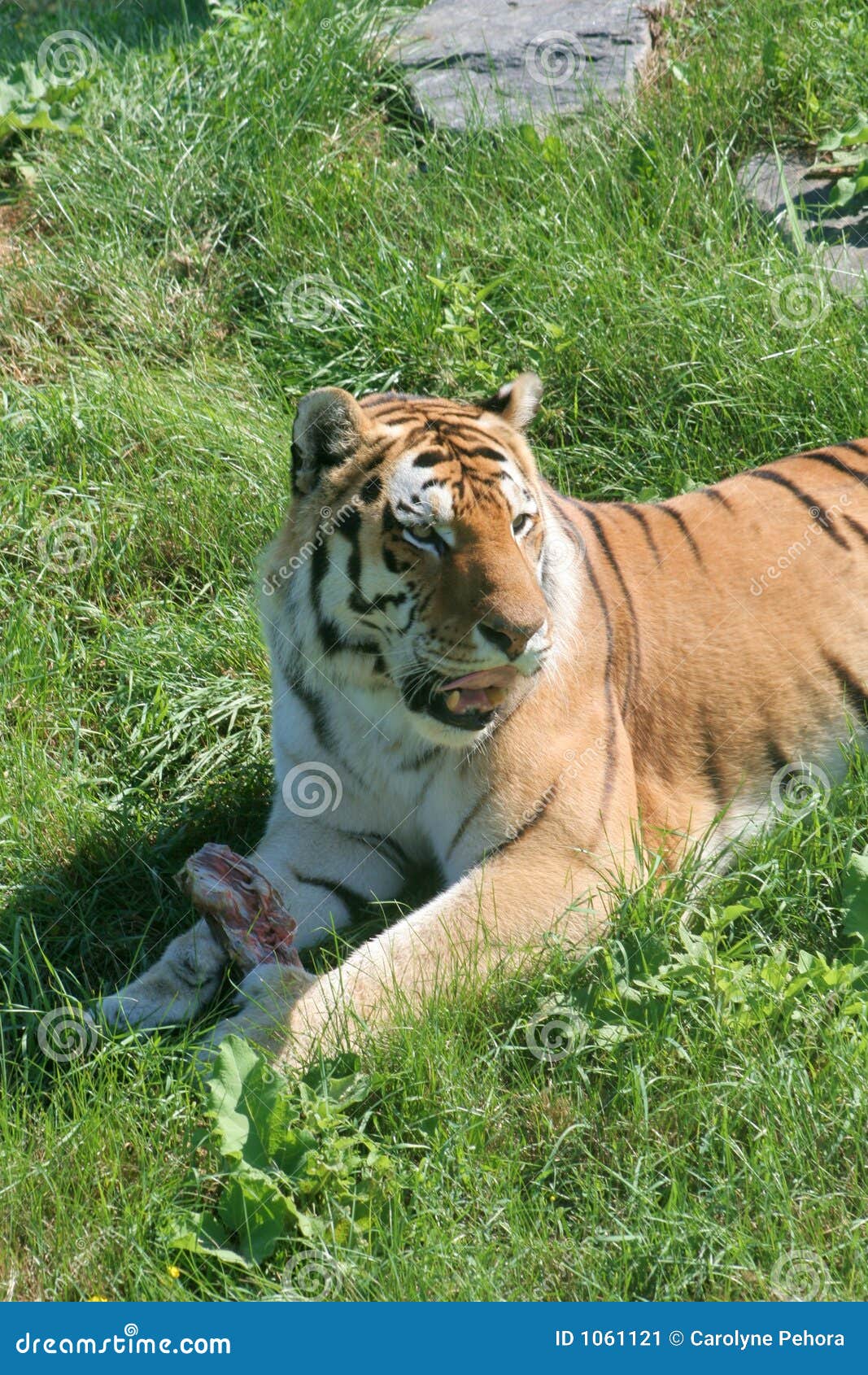 Hungry Tiger stock image. Image of animal, carnivore, eating - 1061121
