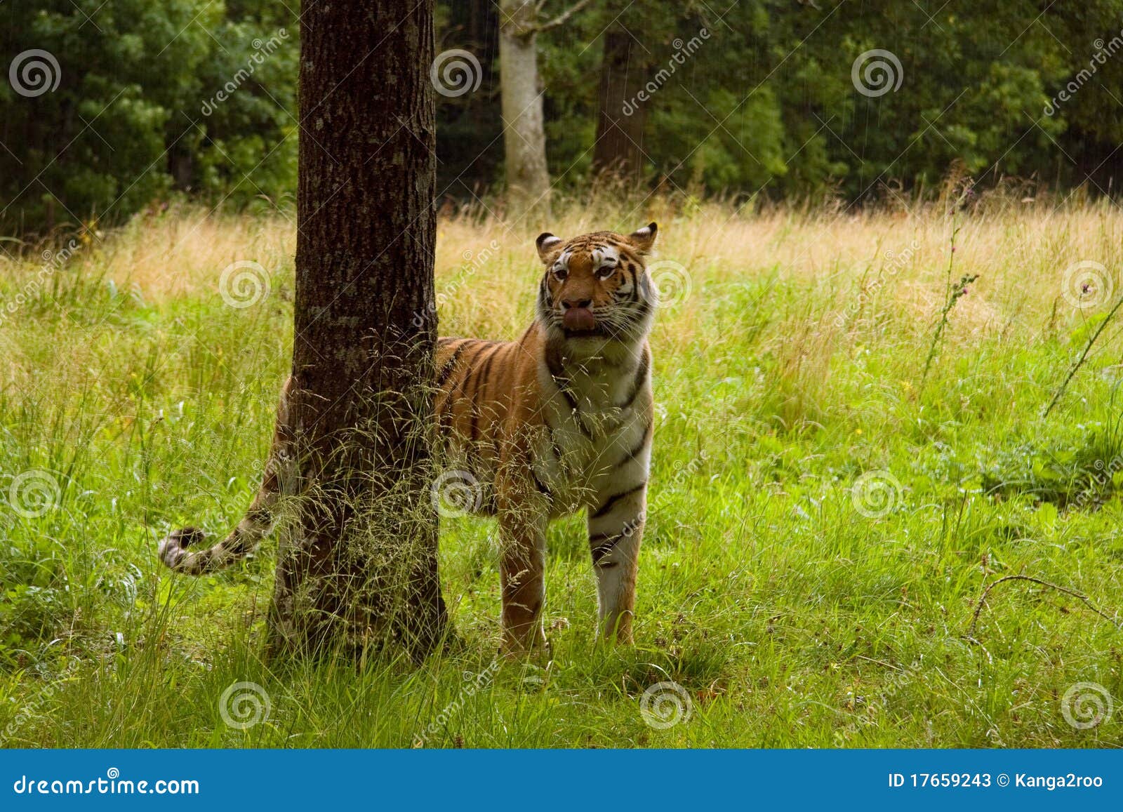 Hungry tiger stock image. Image of beautiful, feline - 17659243