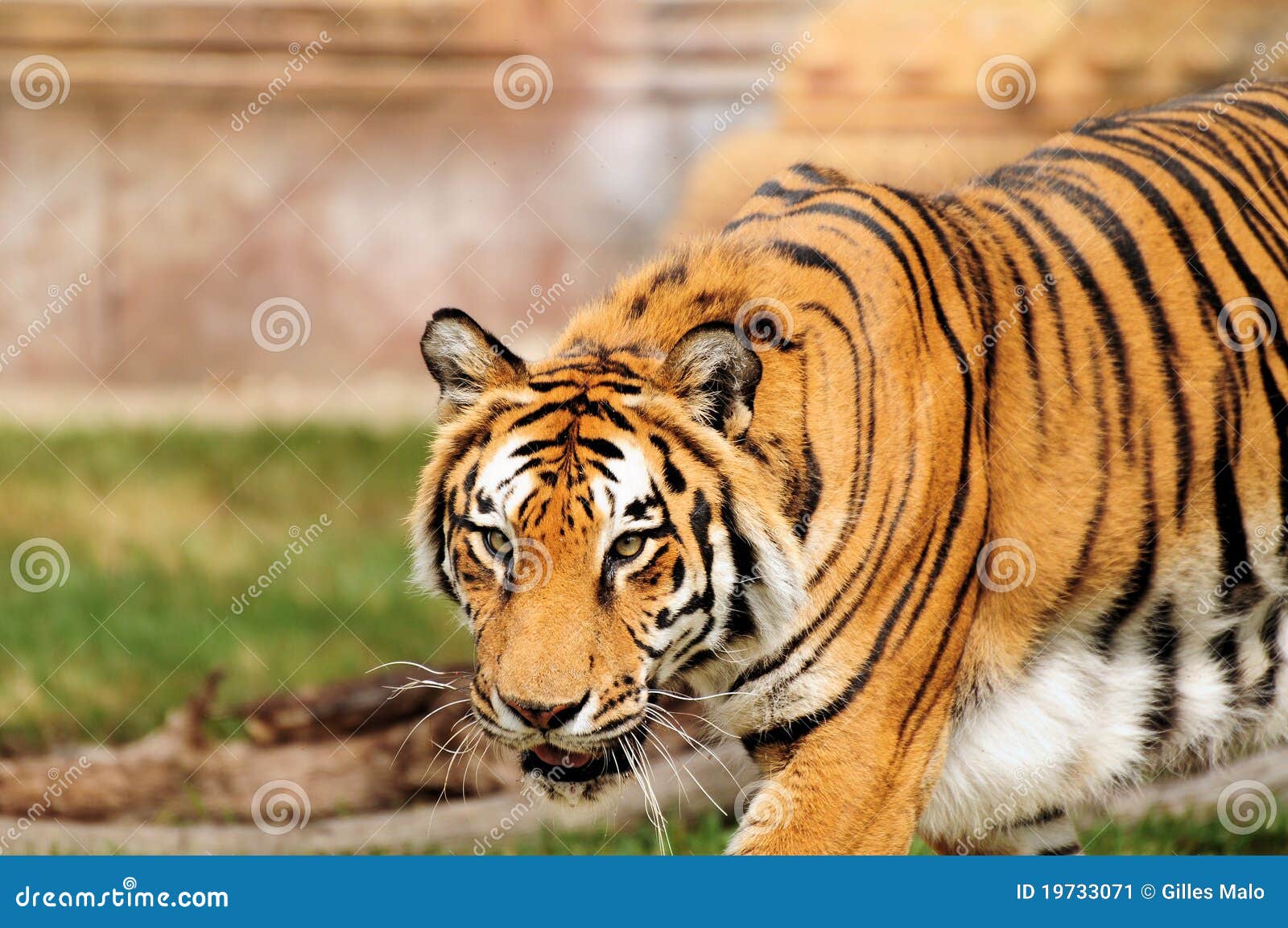 Hungry Tiger stock image. Image of orange, wild, cats - 19733071