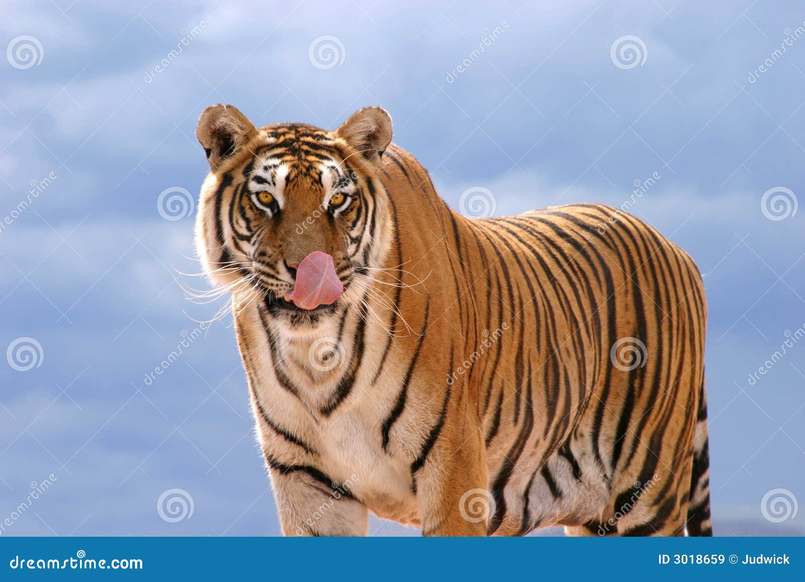 Hungry Tiger stock image. Image of exotic, bengal, feline - 3018659