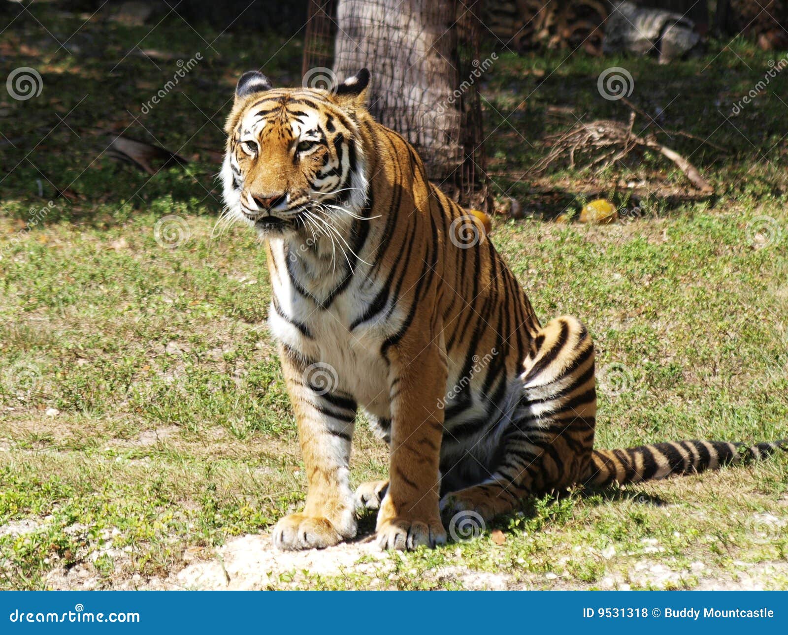 Hungry Tiger stock photo. Image of fierce, power, mysterious - 9531318