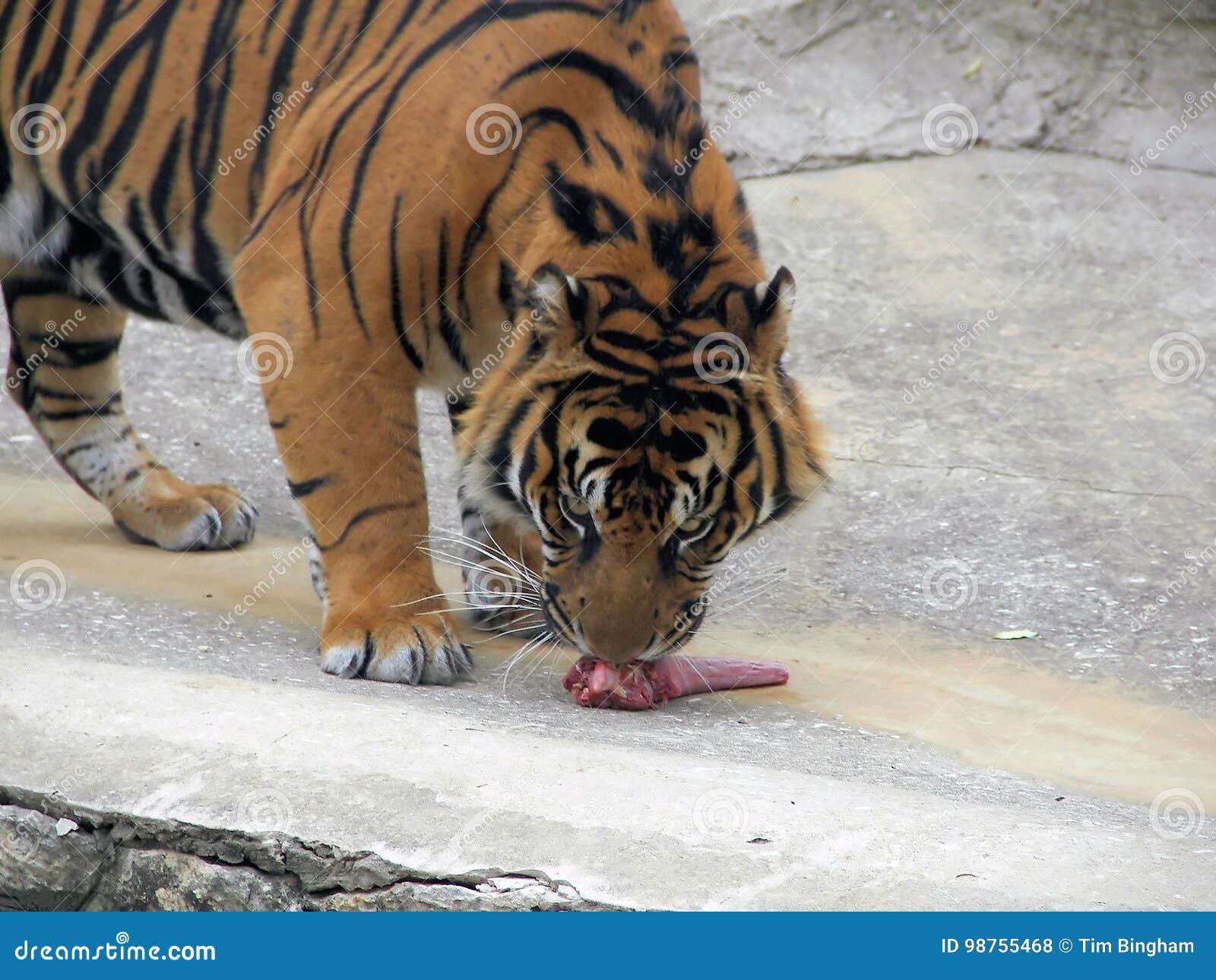 Hungry Tiger stock photo. Image of lick, hungry, animal - 98755468