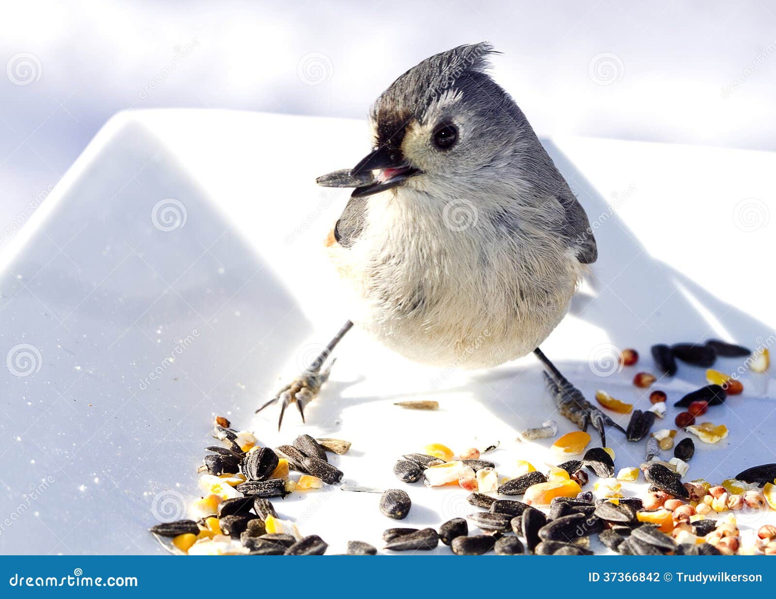Hungry Titmouse Bird stock photo. Image of watchful, hungry - 37366842