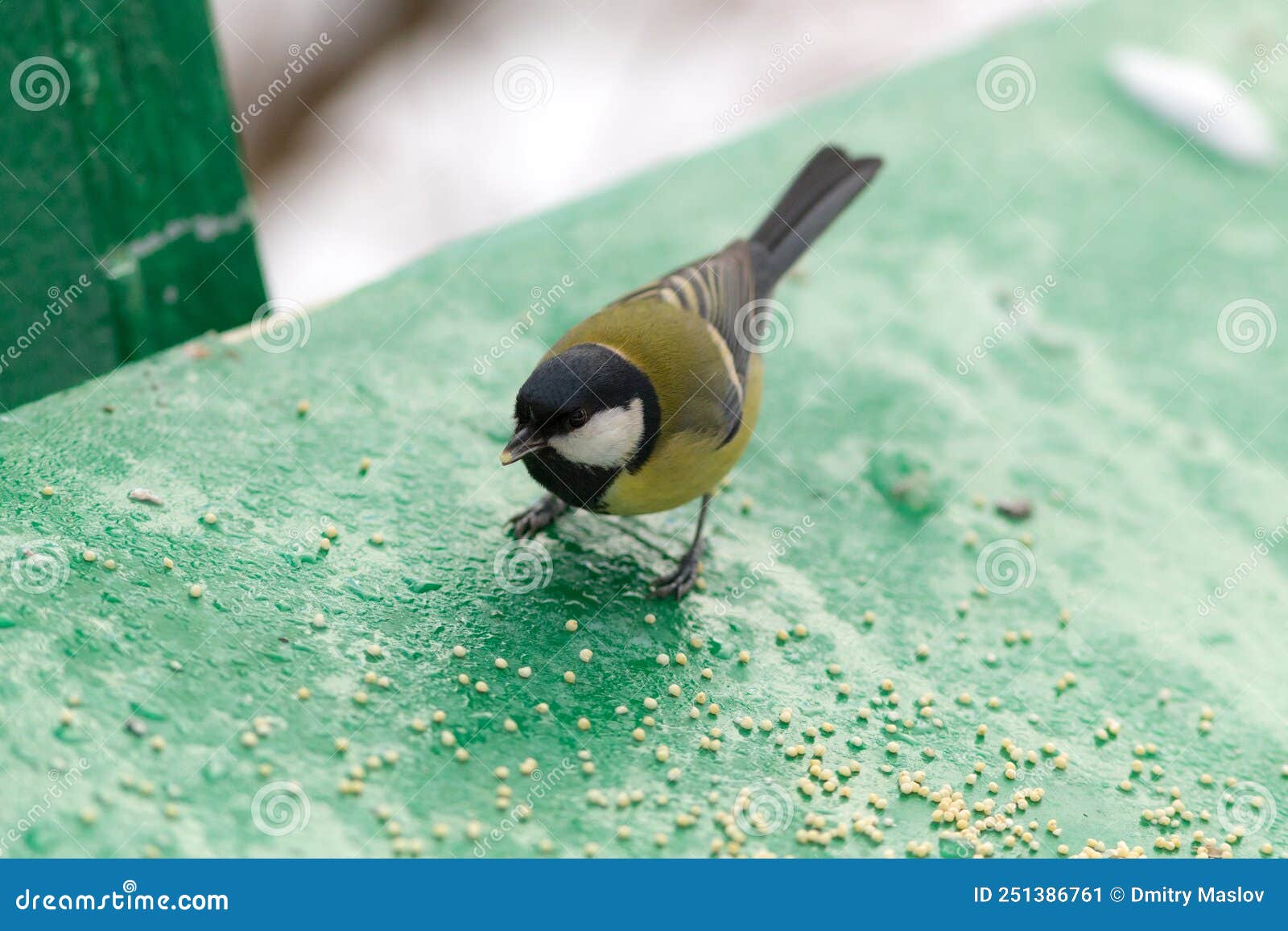 Hungry titmouse eats seeds stock image. Image of color - 251386761