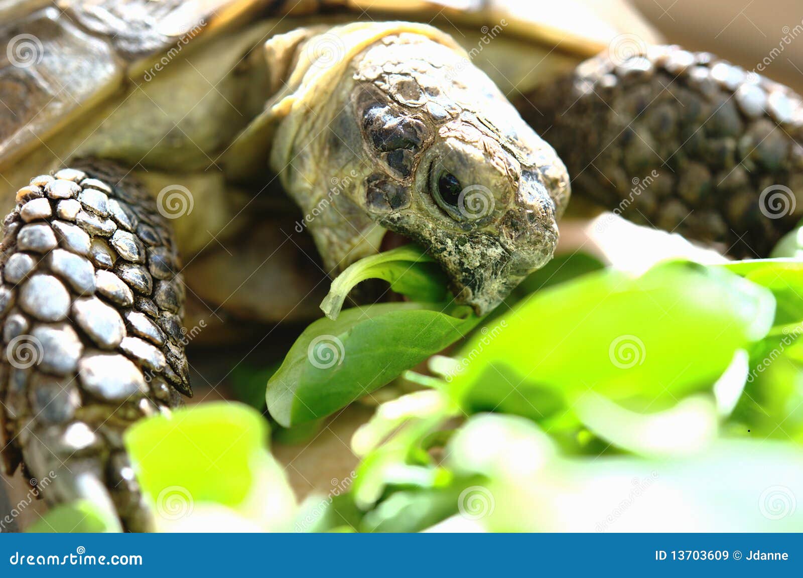 Hungry Tortoise stock image. Image of feeding, turtle - 13703609
