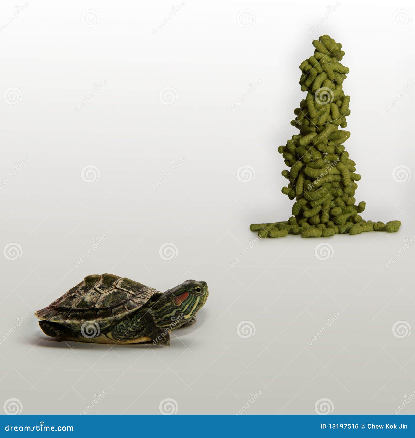 Hungry Tortoise Looking for Food Stock Photo - Image of close, concepts ...