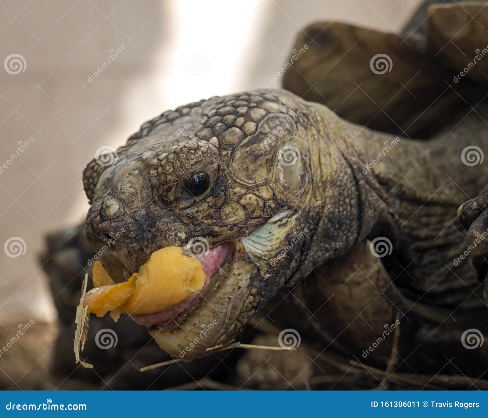 Hungry Tortoise stock image. Image of beautiful, close - 161306011
