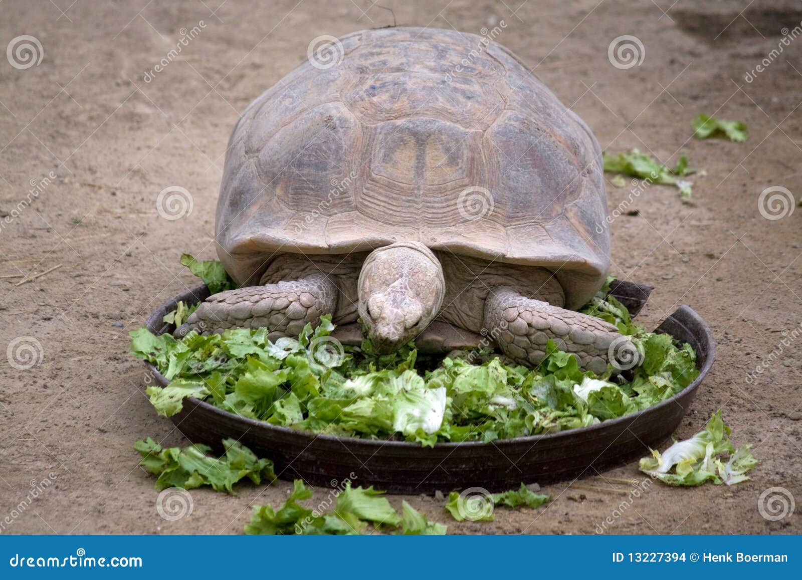 Hungry turtle stock photo. Image of tropical, marine - 13227394