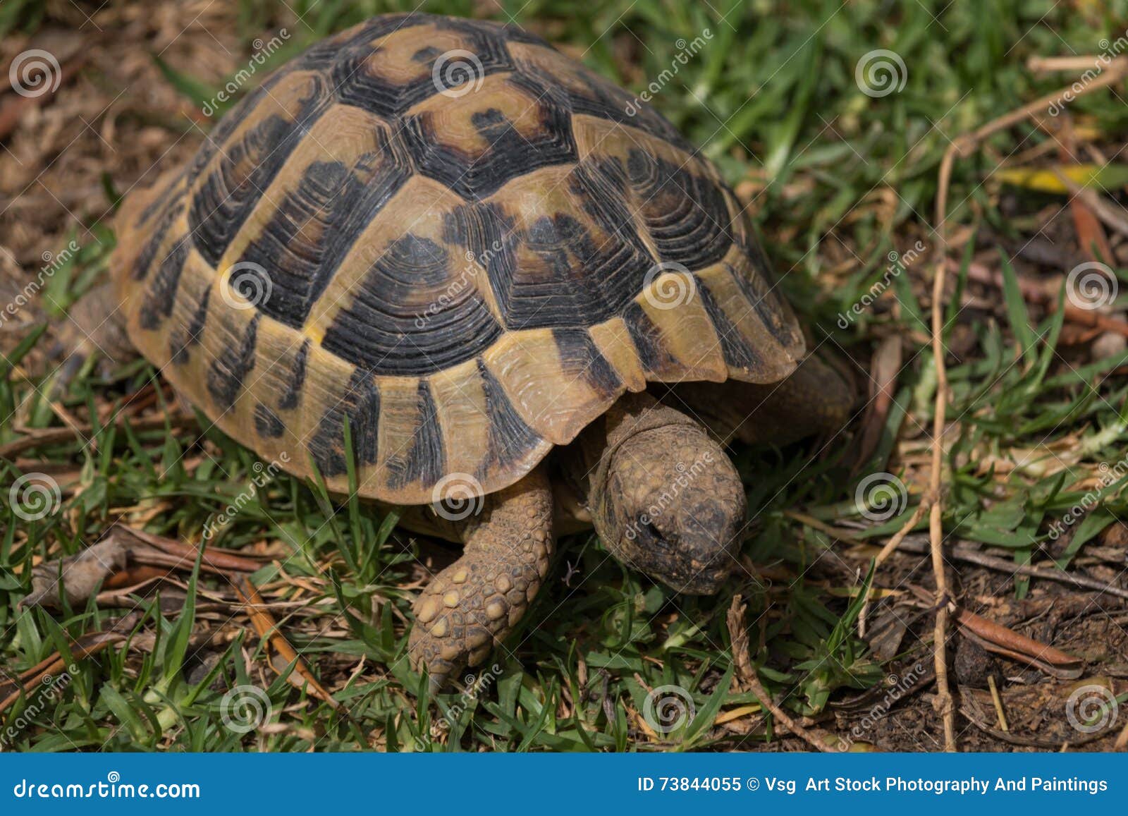 Hungry Turtle Eating Lettuce Stock Image - Image of close, lunch: 73844055
